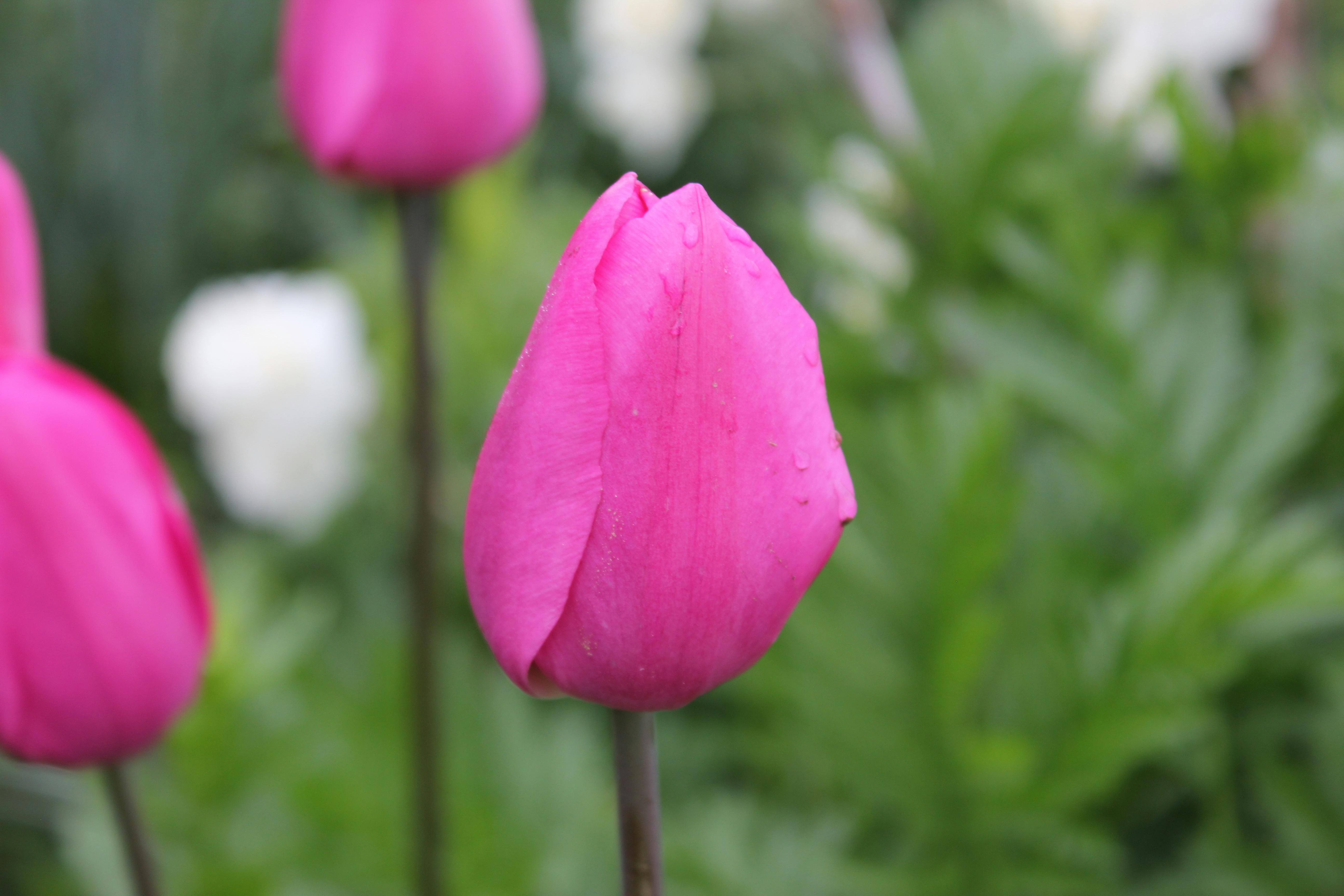 Close Up Shot of a Pink Tulip · Free Stock Photo