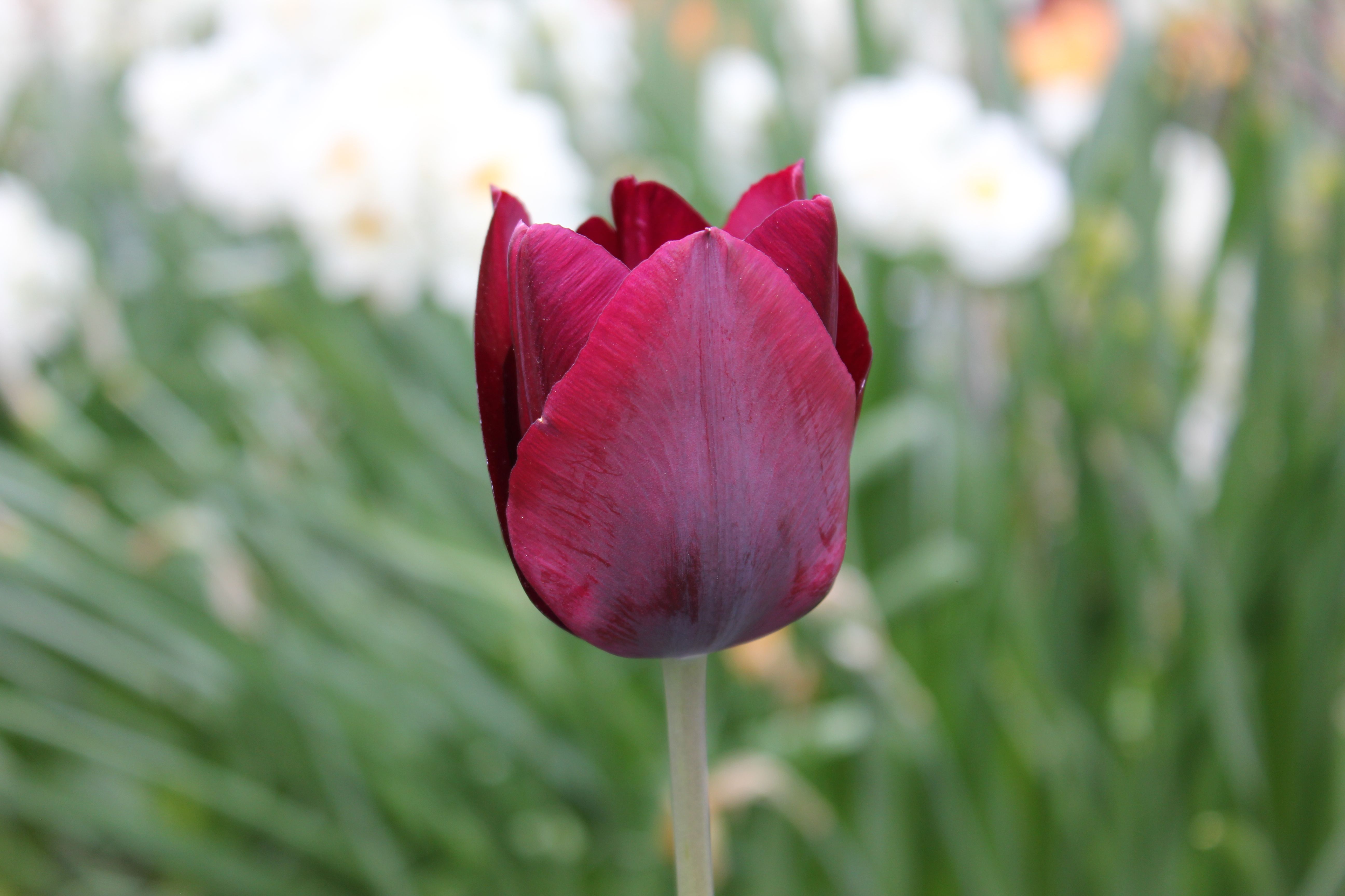 Red Tulip in Close Up Photography · Free Stock Photo