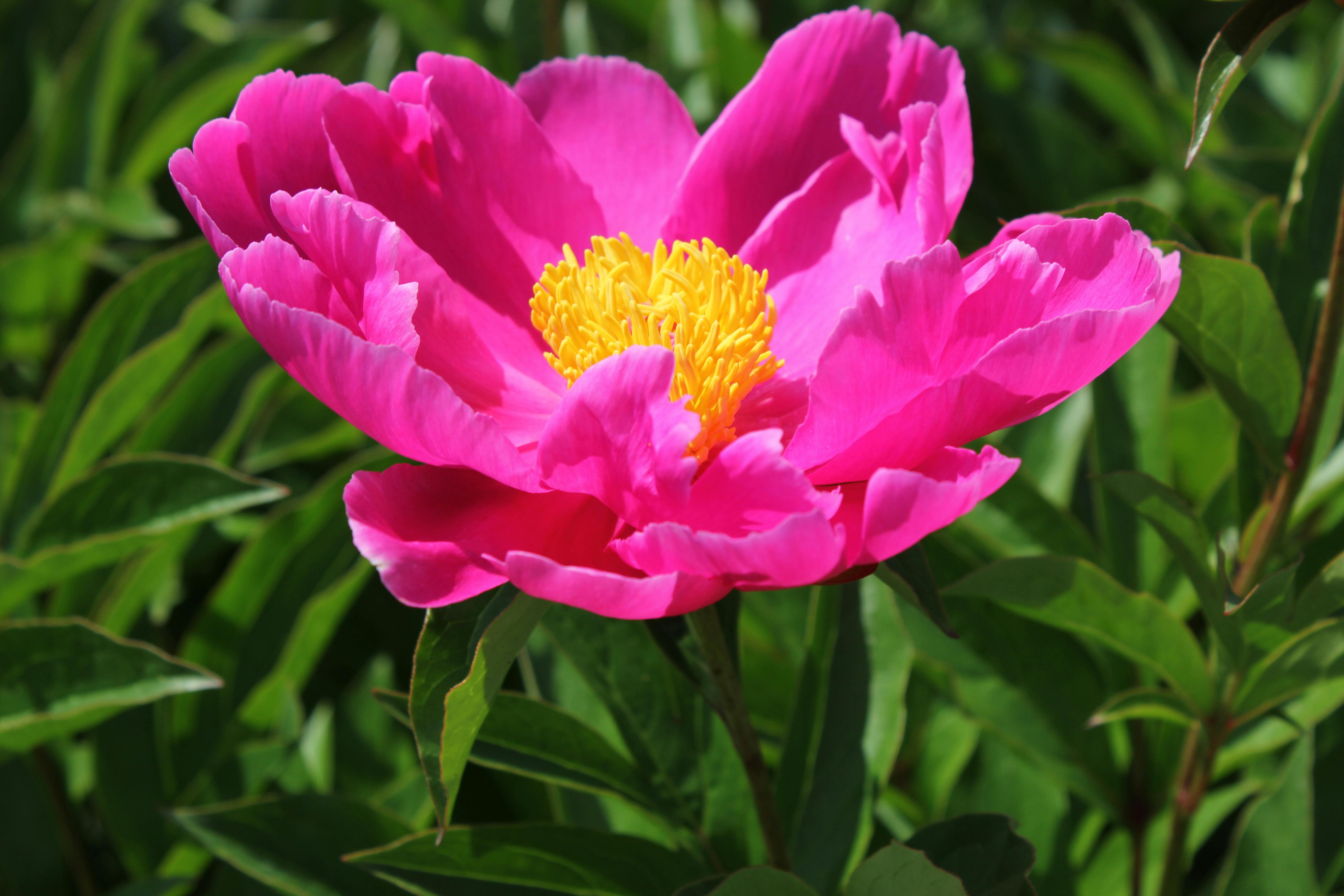 Pink Flower in Close Up Photography · Free Stock Photo