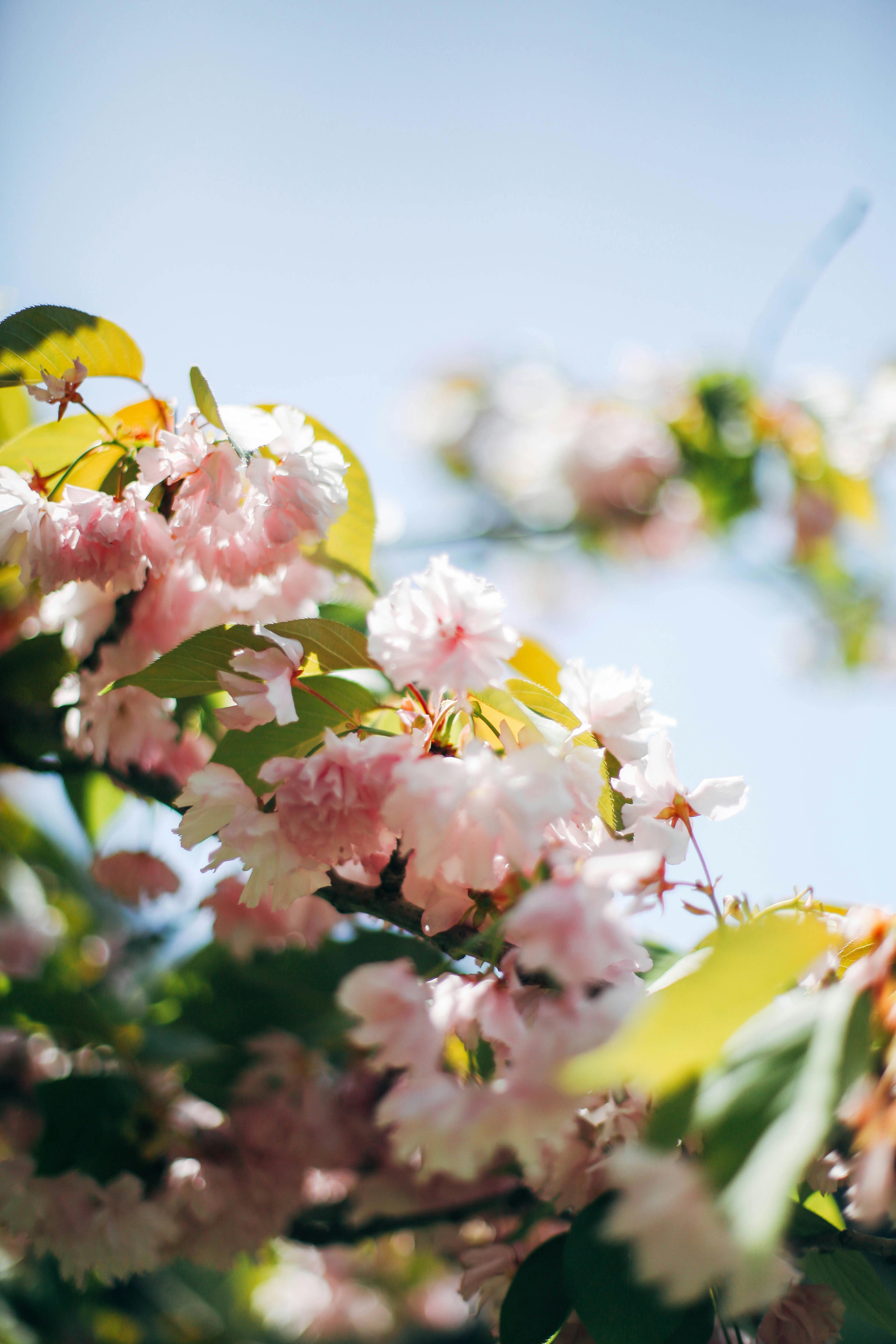 Red Flowers with Green Leaves · Free Stock Photo