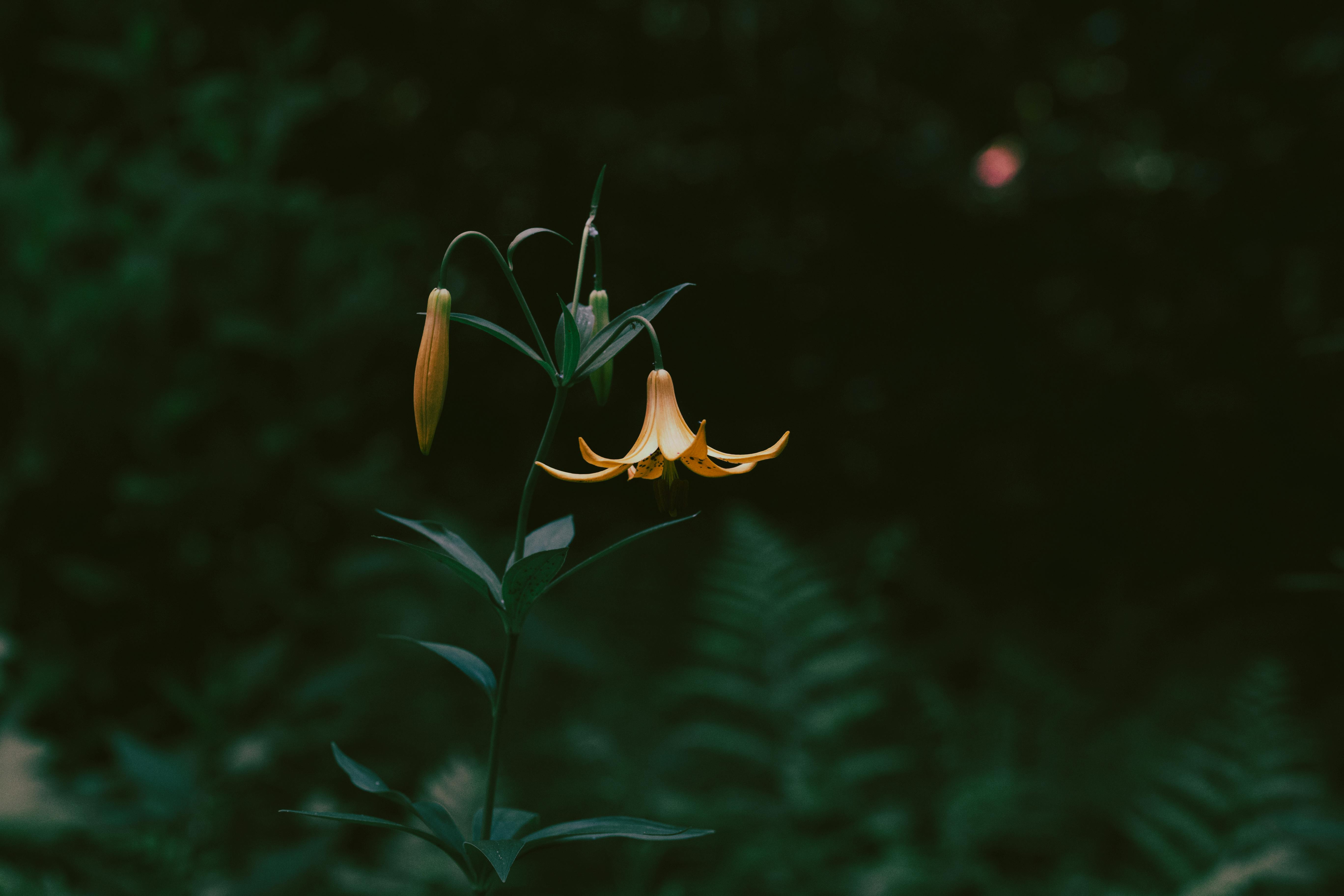 Sudarshan Plant Flower Photos, Download Free Sudarshan Plant Flower ...