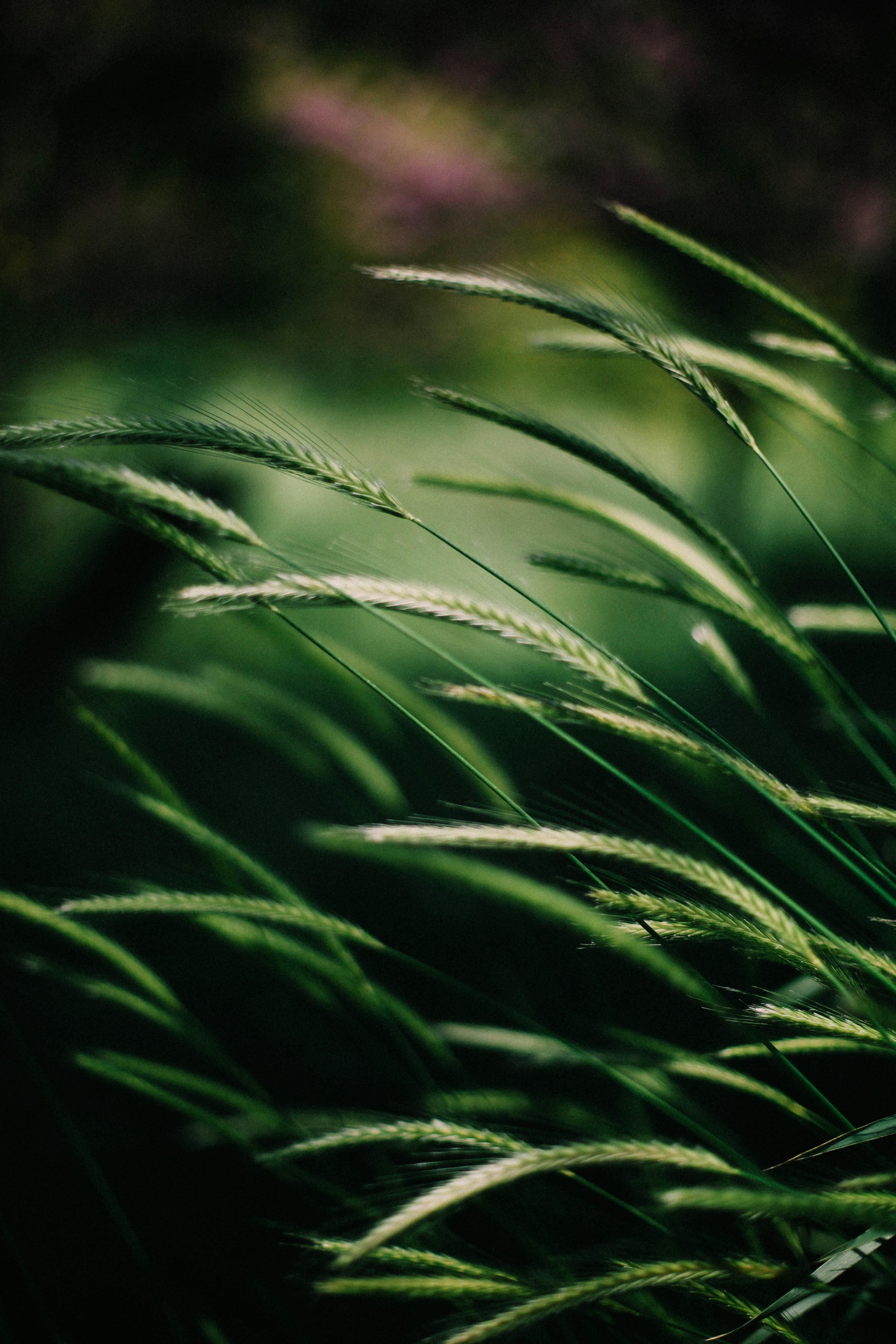 Green Grass in Close-up Photography · Free Stock Photo