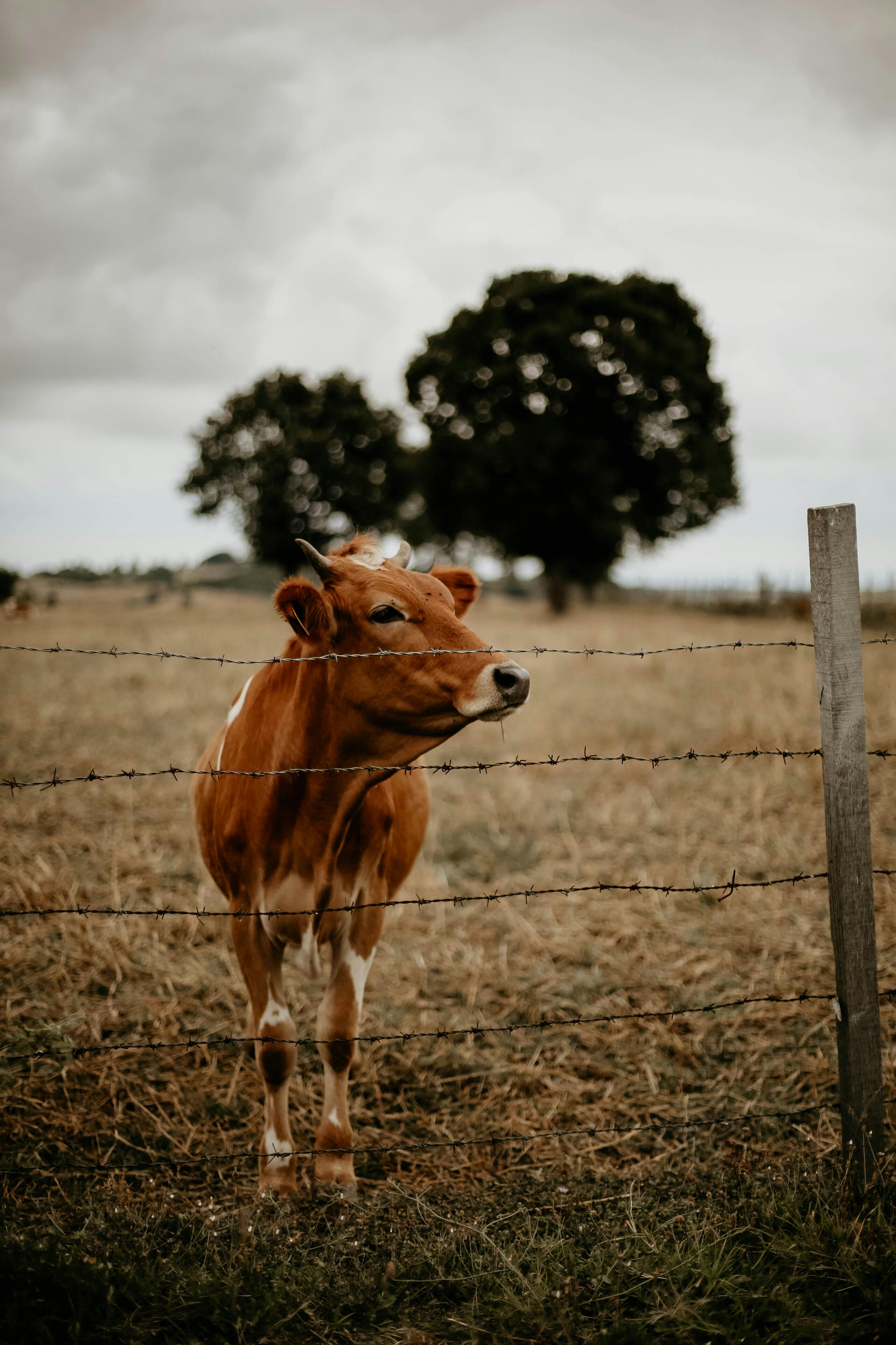 Cow Wallpaper Photos, Download Free Cow Wallpaper Stock Photos & HD Images