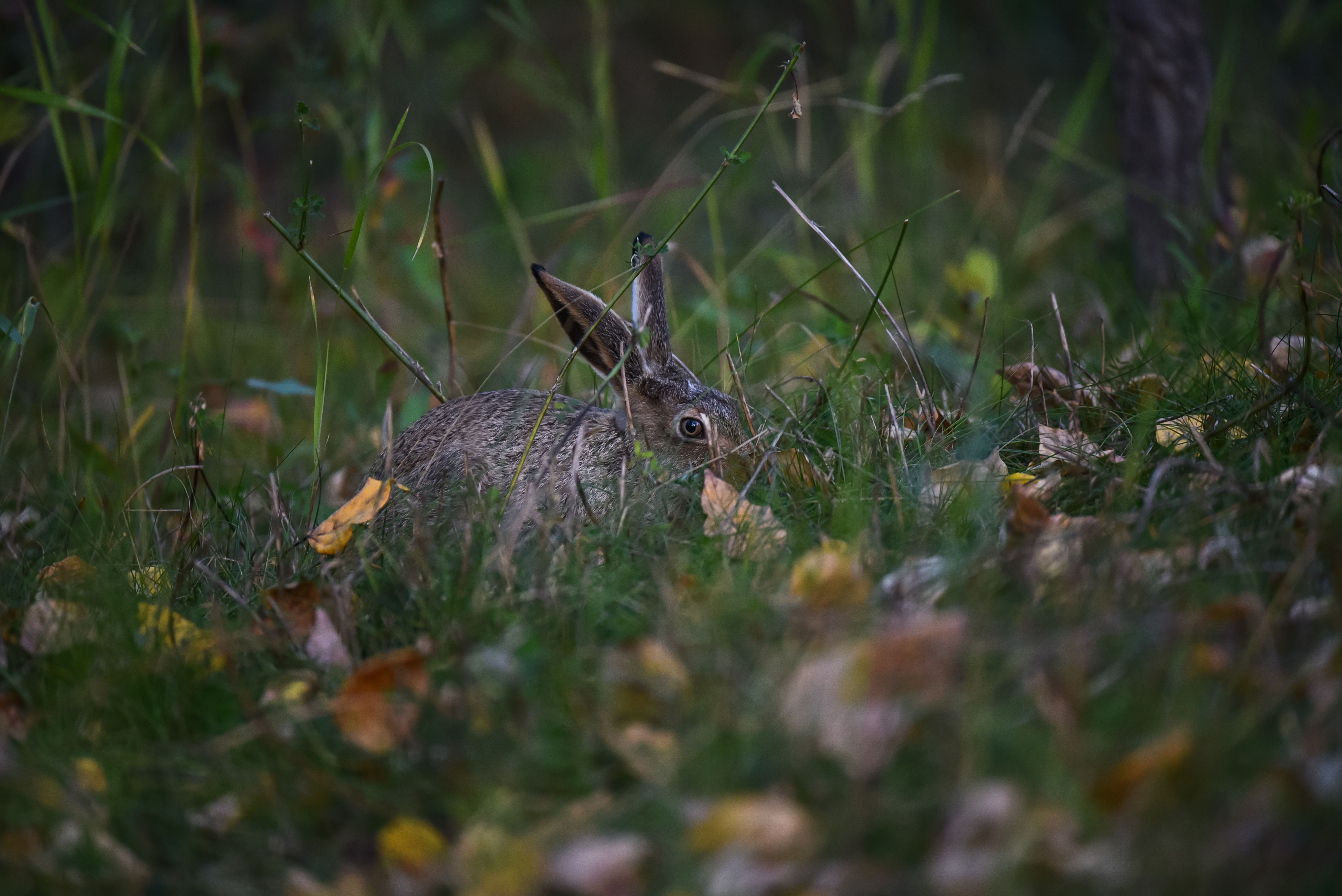 White Rabbit Beside a Lawn Mower · Free Stock Photo