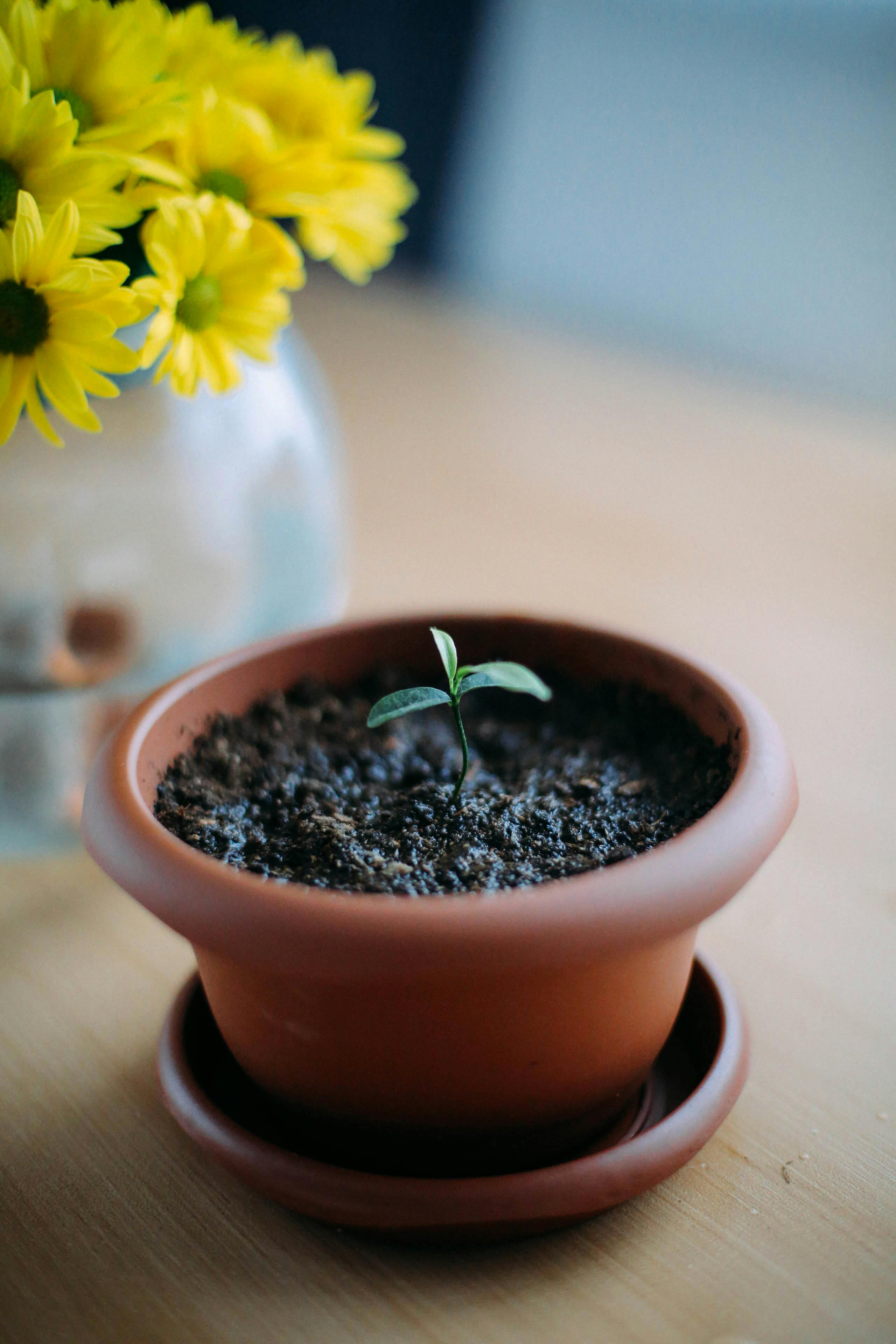 Red Orchid Flowers on Red Background · Free Stock Photo