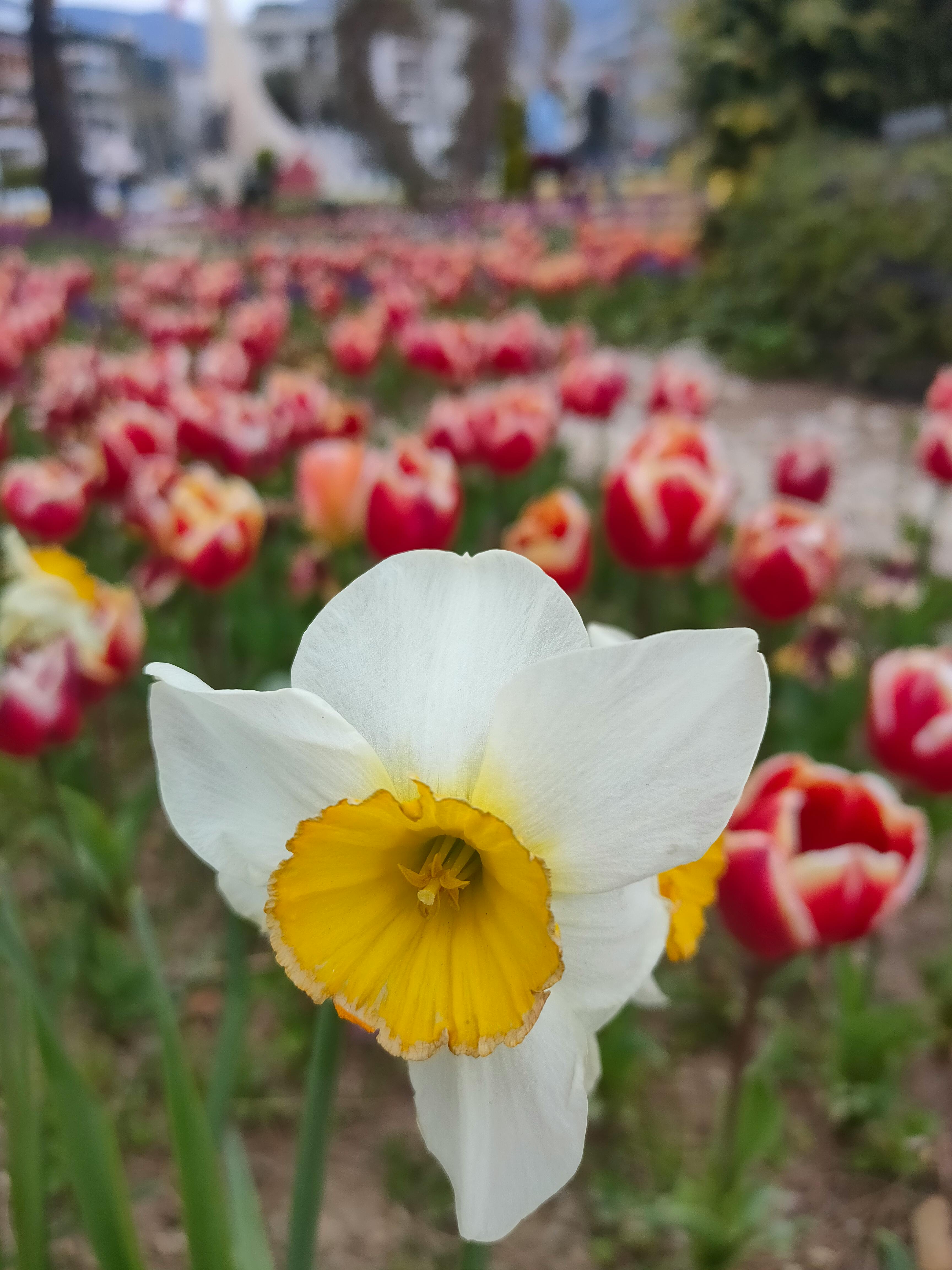 George Voskresenski - 사진