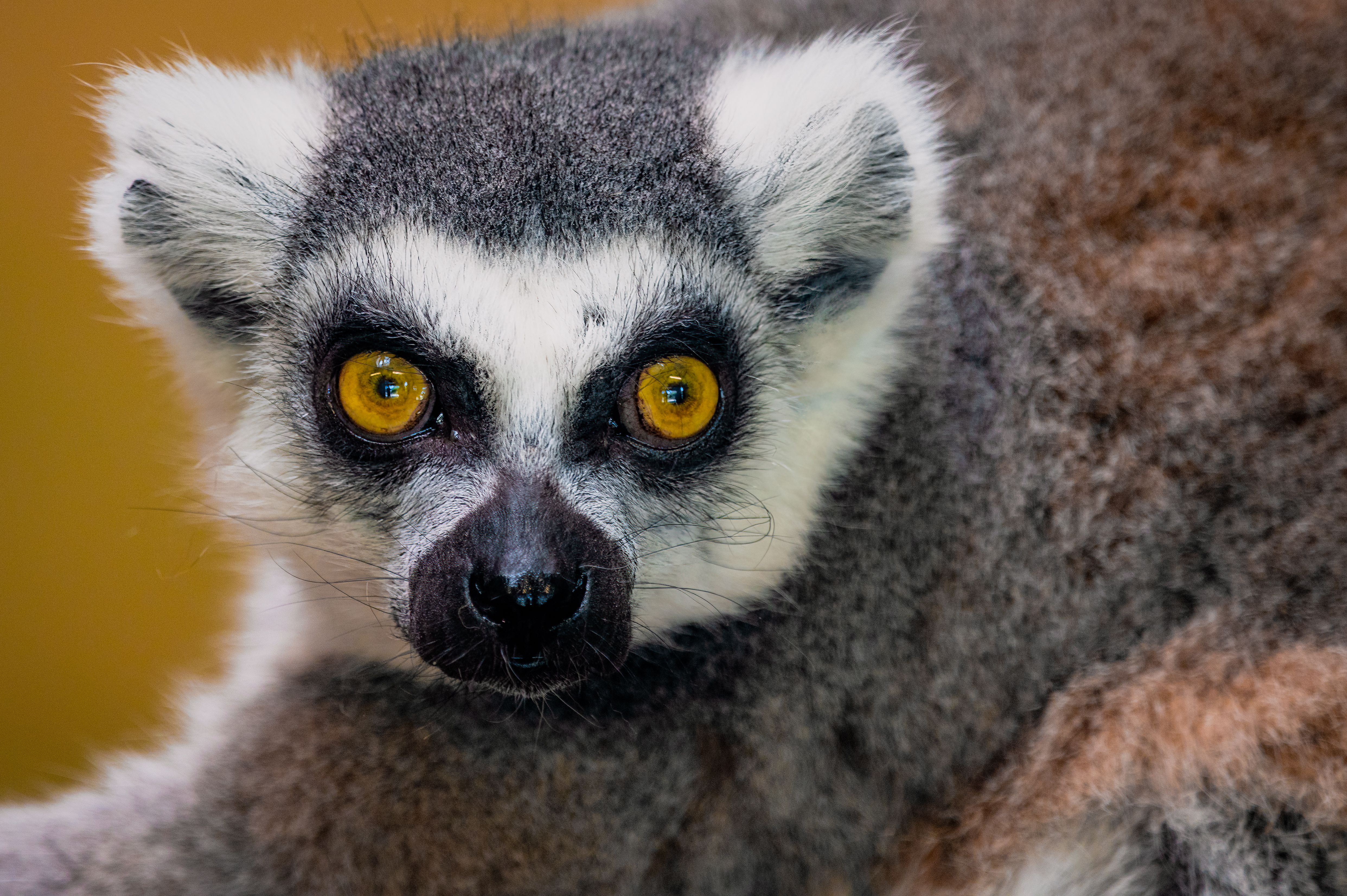 Close-Up Shot of a Lemur · Free Stock Photo