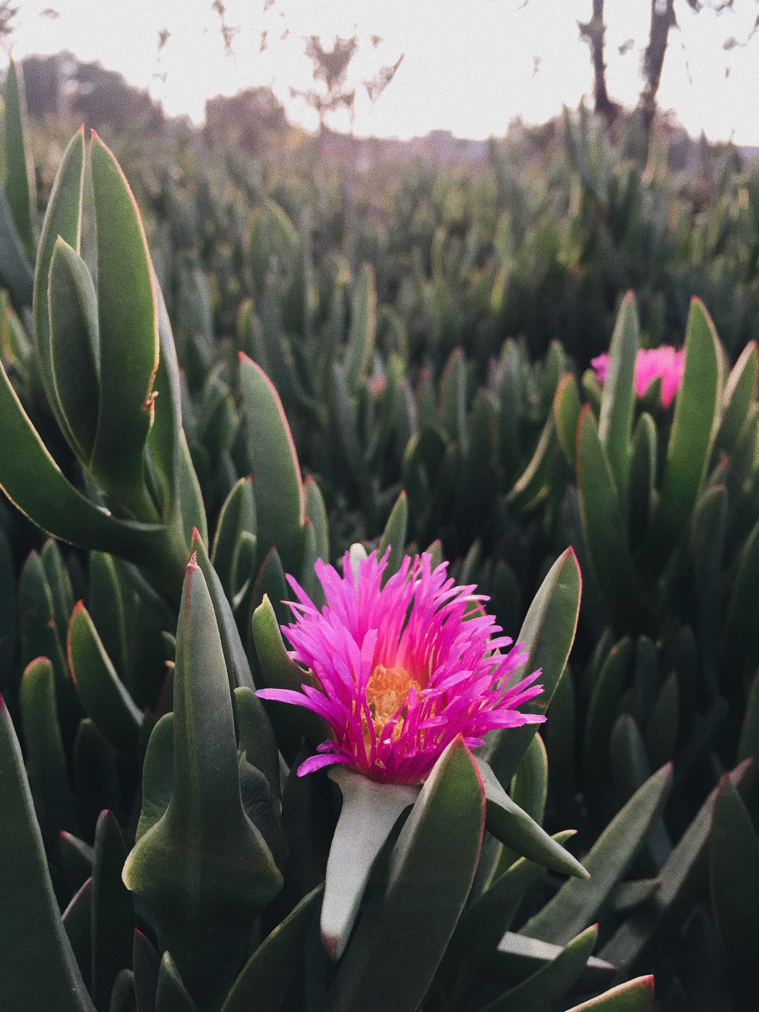 Close up of Flowers and Leaves · Free Stock Photo