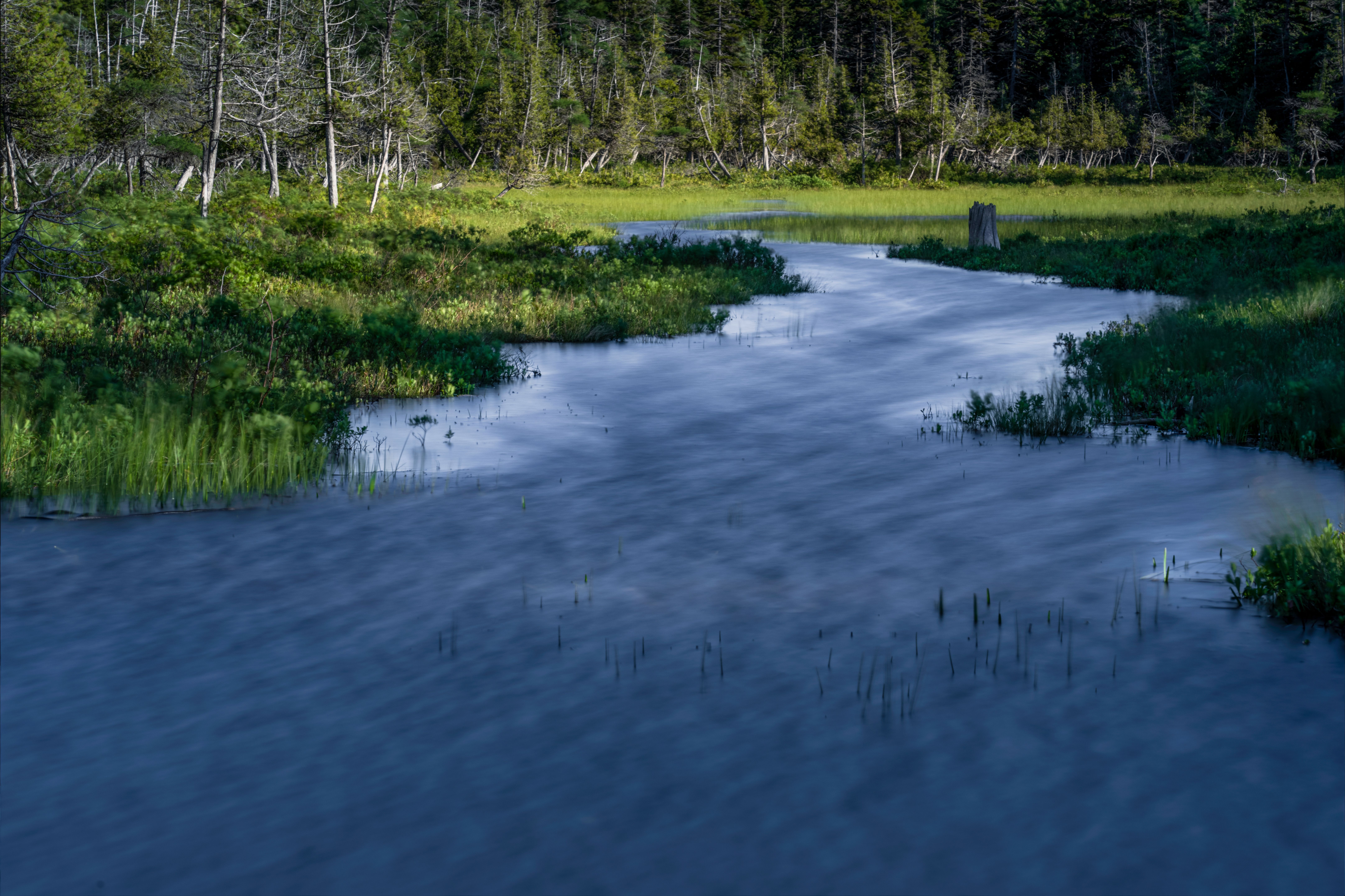 River and Forest Landscape · Free Stock Photo