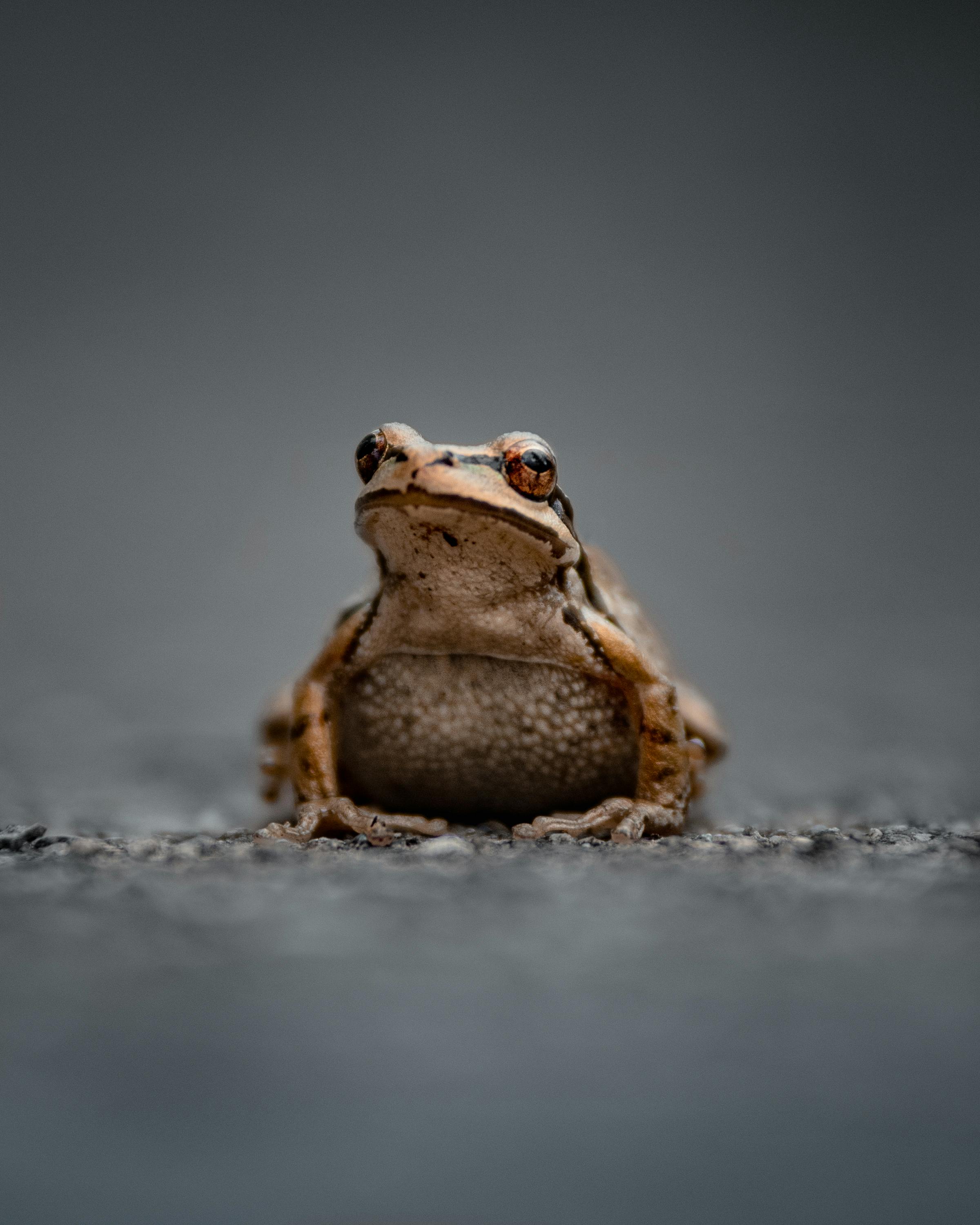 Close Up Photo of a Frog · Free Stock Photo
