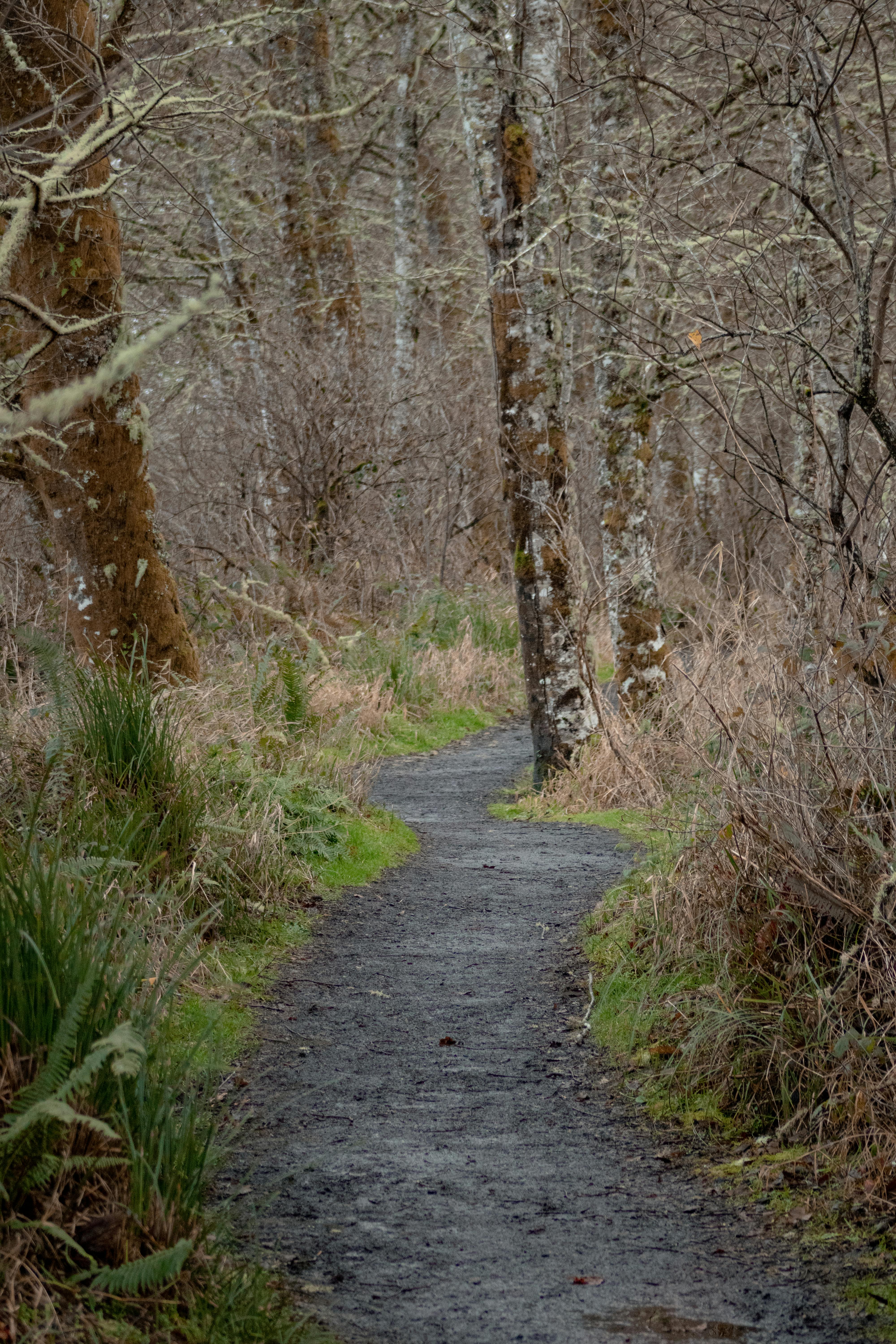 Path Between Trees in Forest · Free Stock Photo