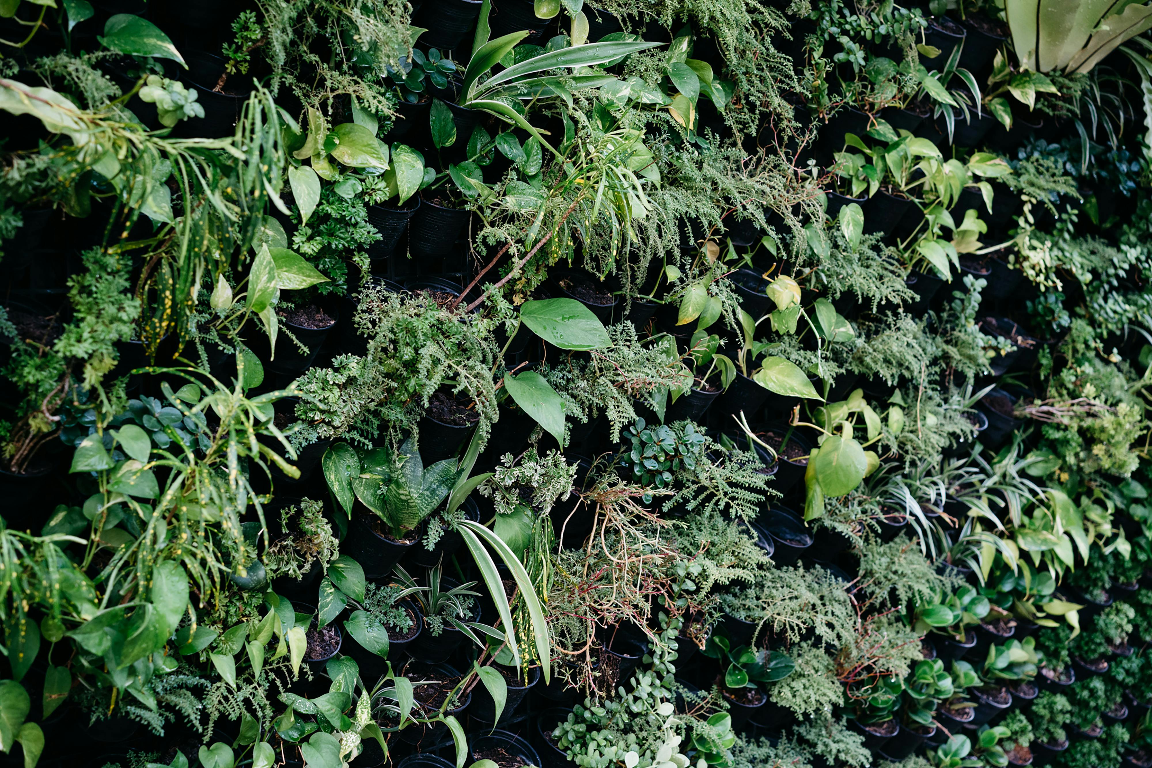 Various Green Plants · Free Stock Photo