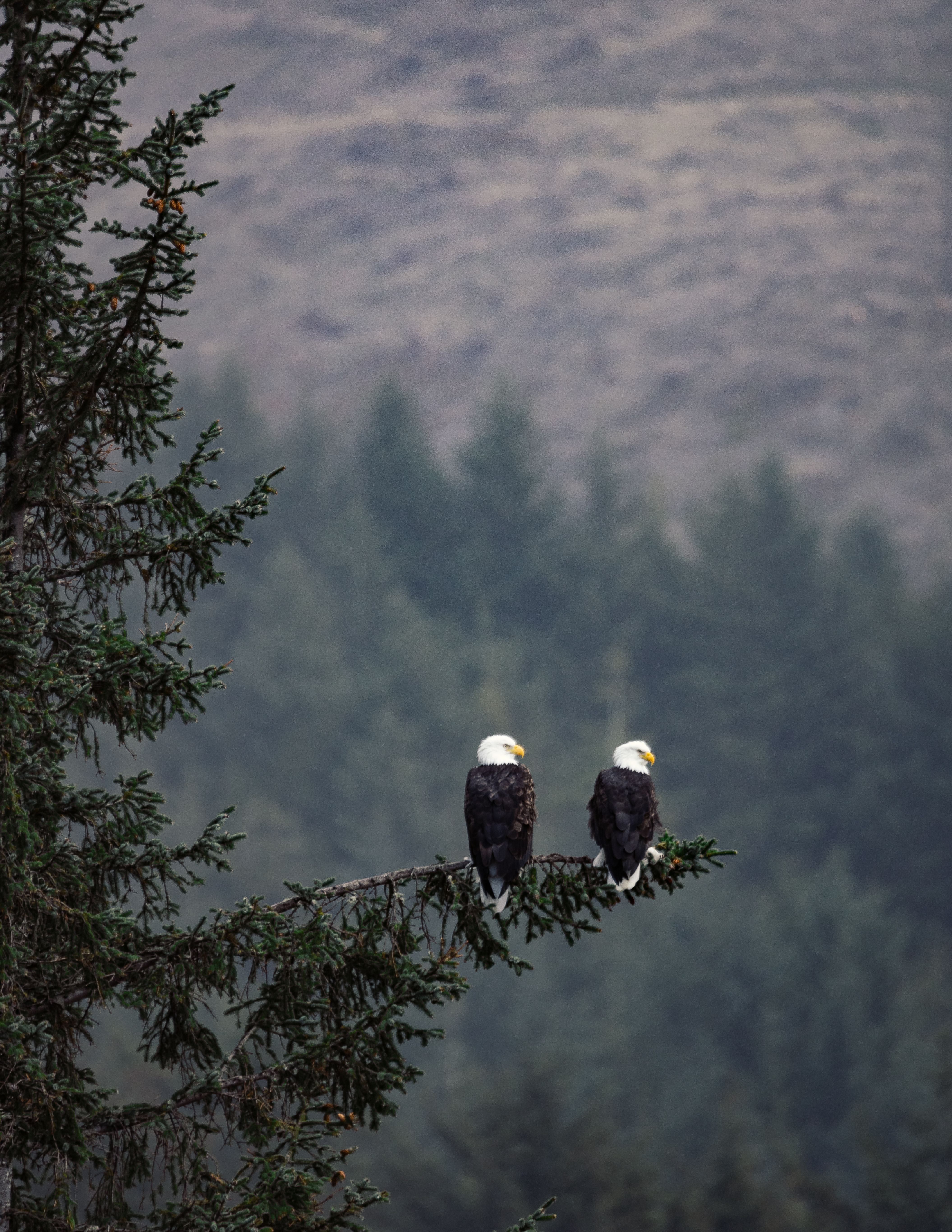 Two Bald Eagles Perched on Tree Branch · Free Stock Photo