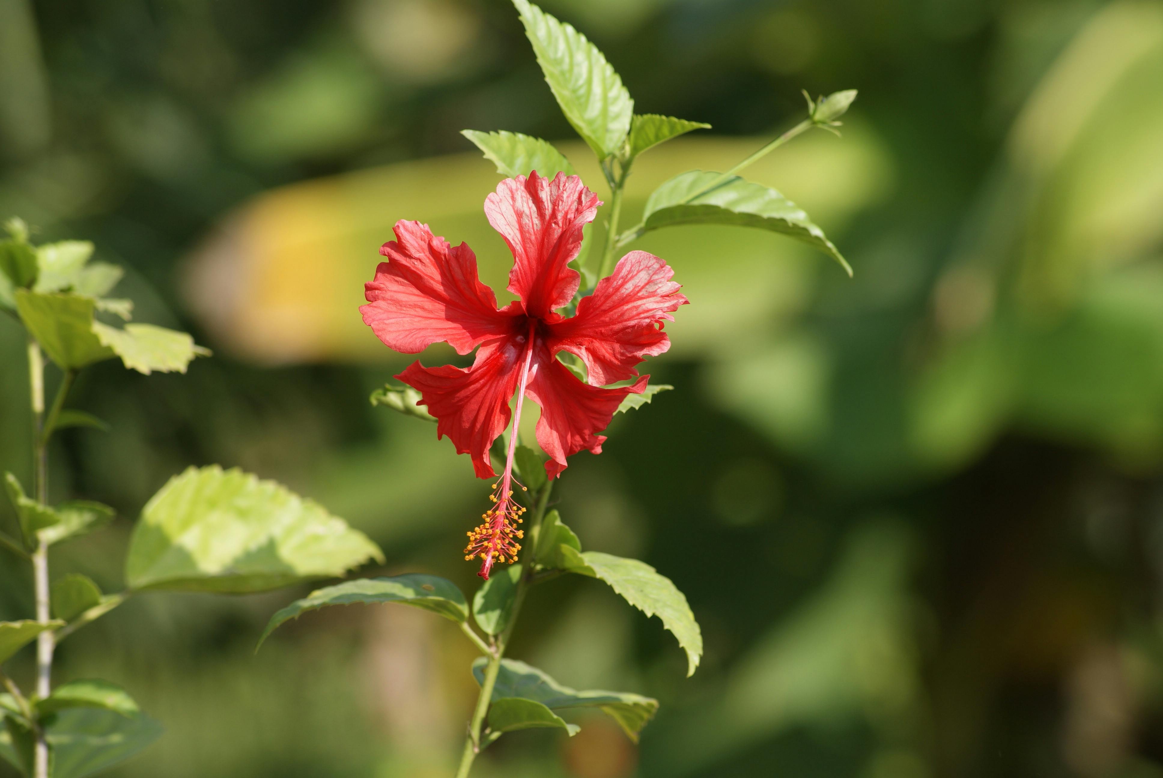 Md Mahamudul Mowla - Photography