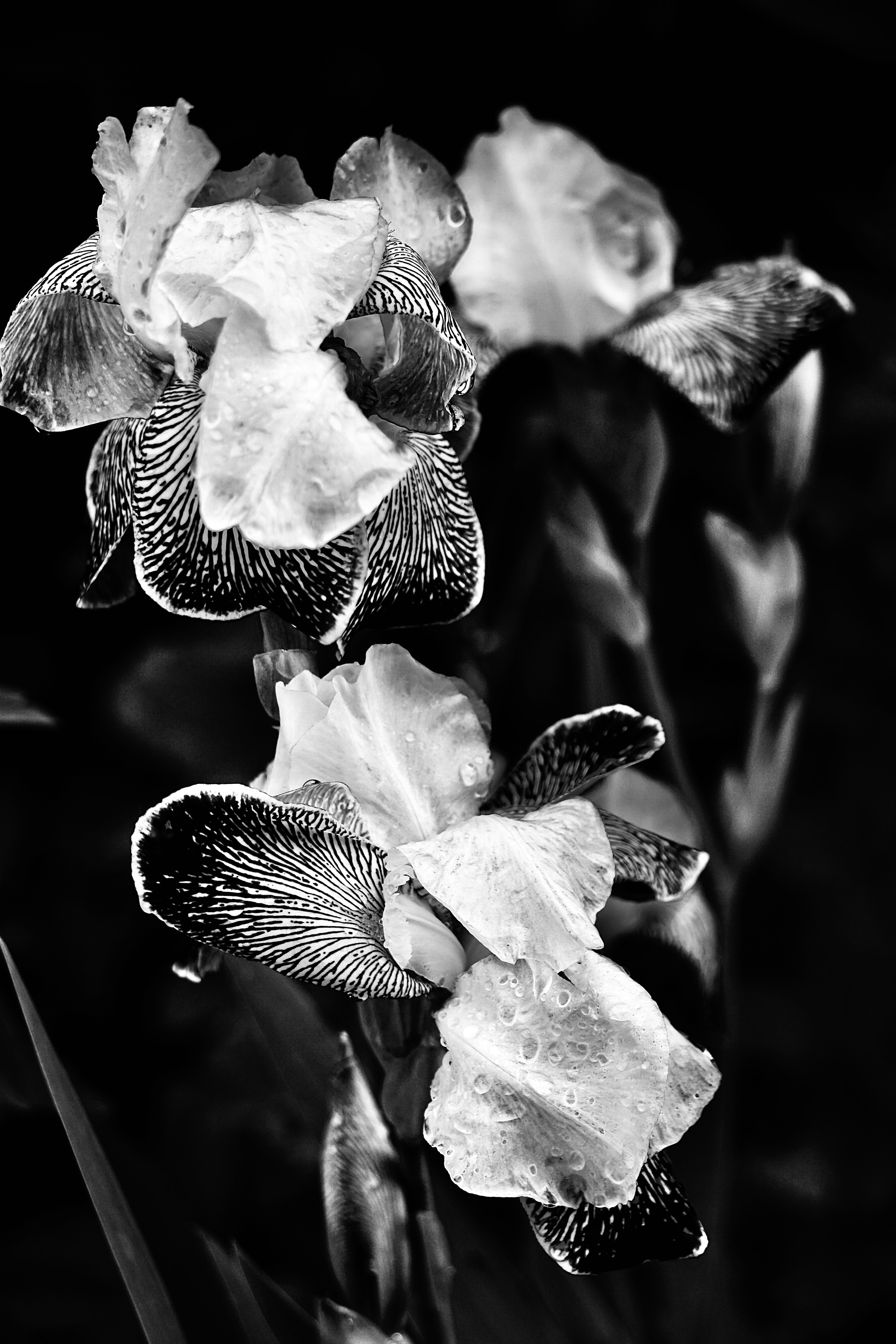 Gray Scale Photo of Flower Field · Free Stock Photo