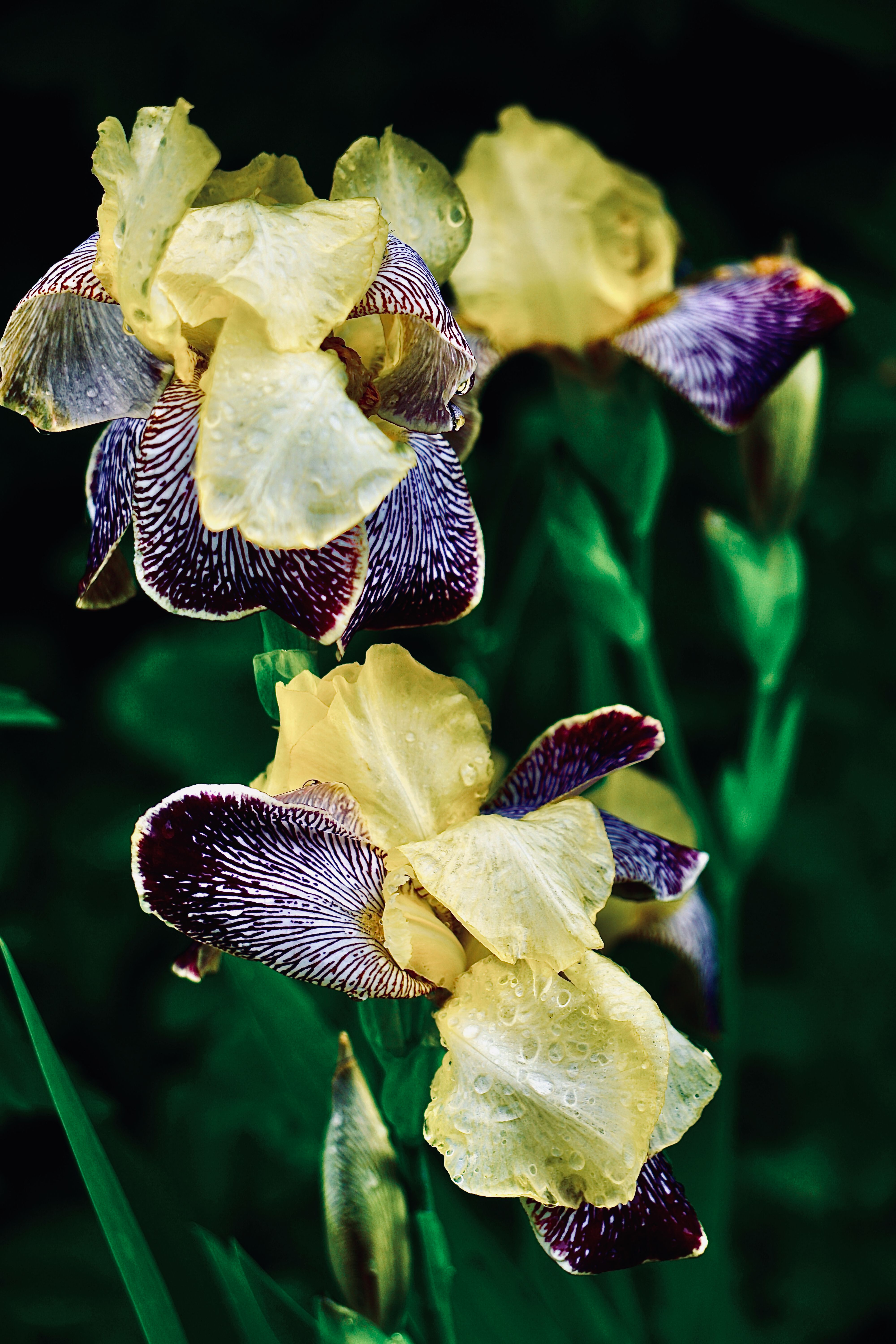 Close-Up Photo of an Iris Flower · Free Stock Photo