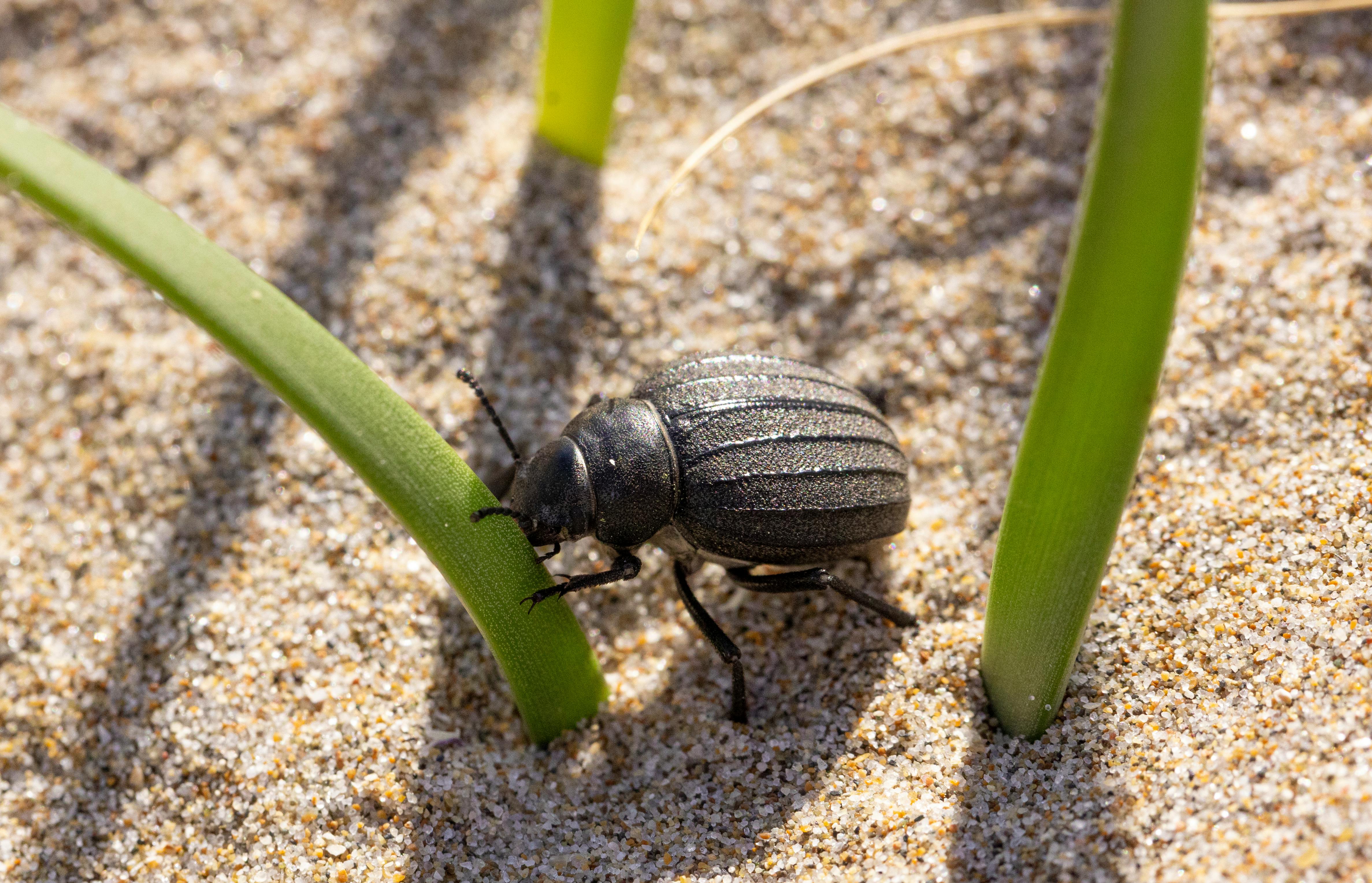 Black Beetle on the Sand · Free Stock Photo