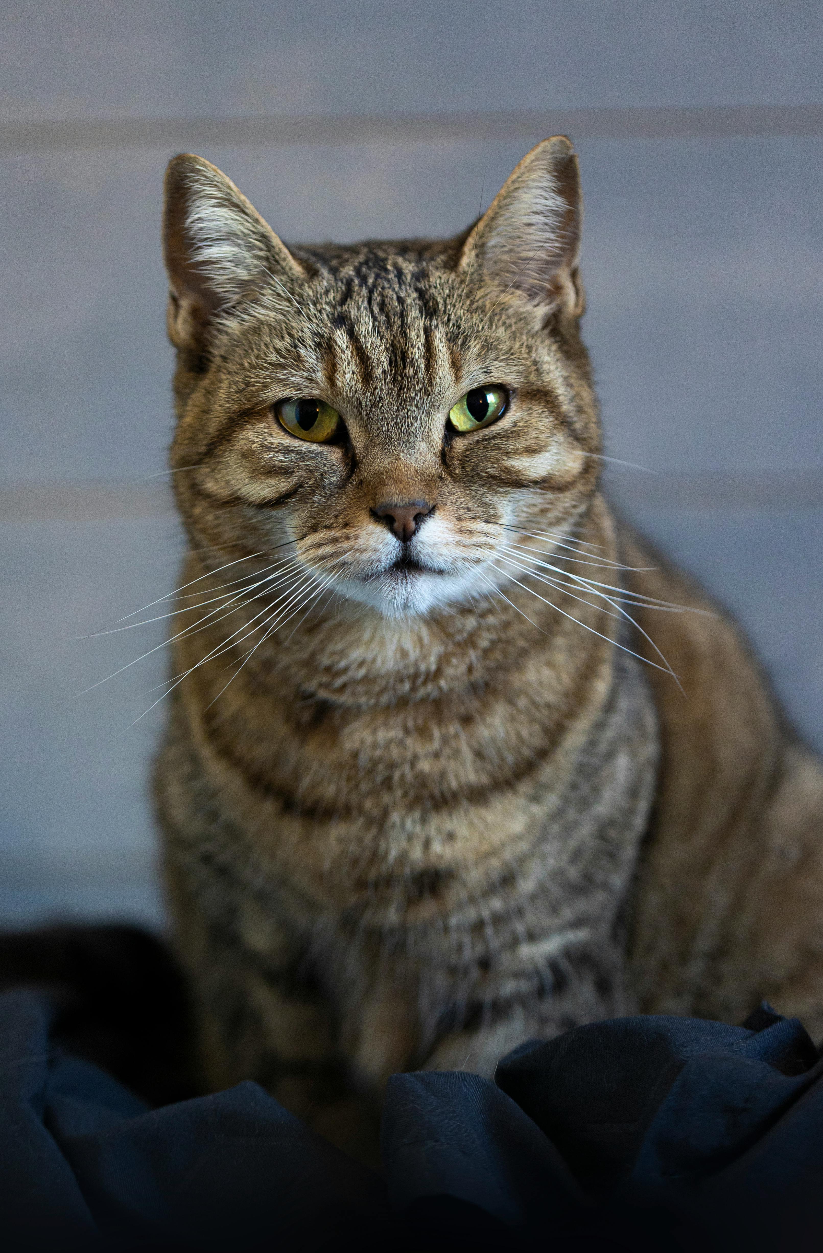 Close-Up Shot of Brown and Gray Cat · Free Stock Photo