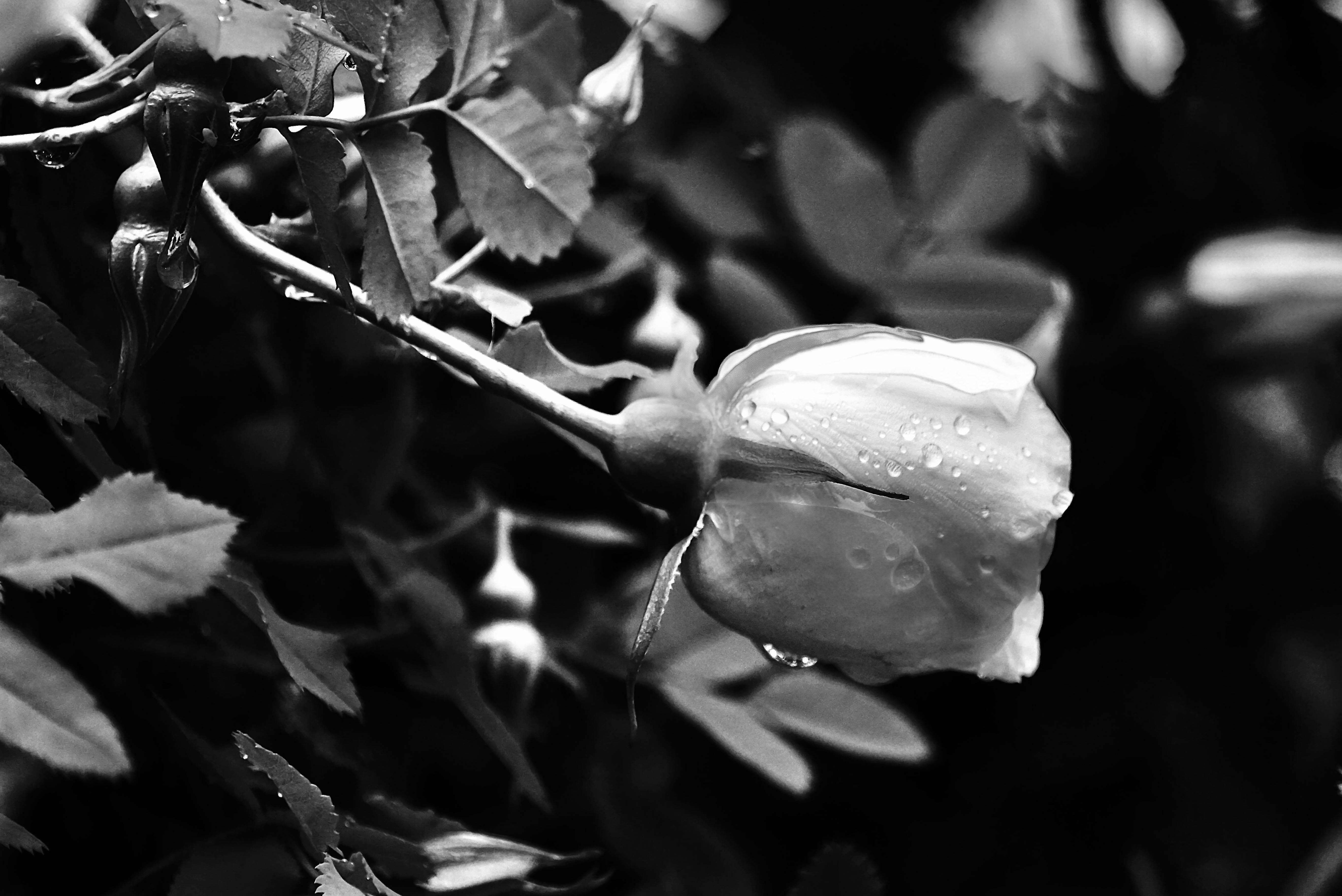 Grayscale Photo of Rose Flower · Free Stock Photo