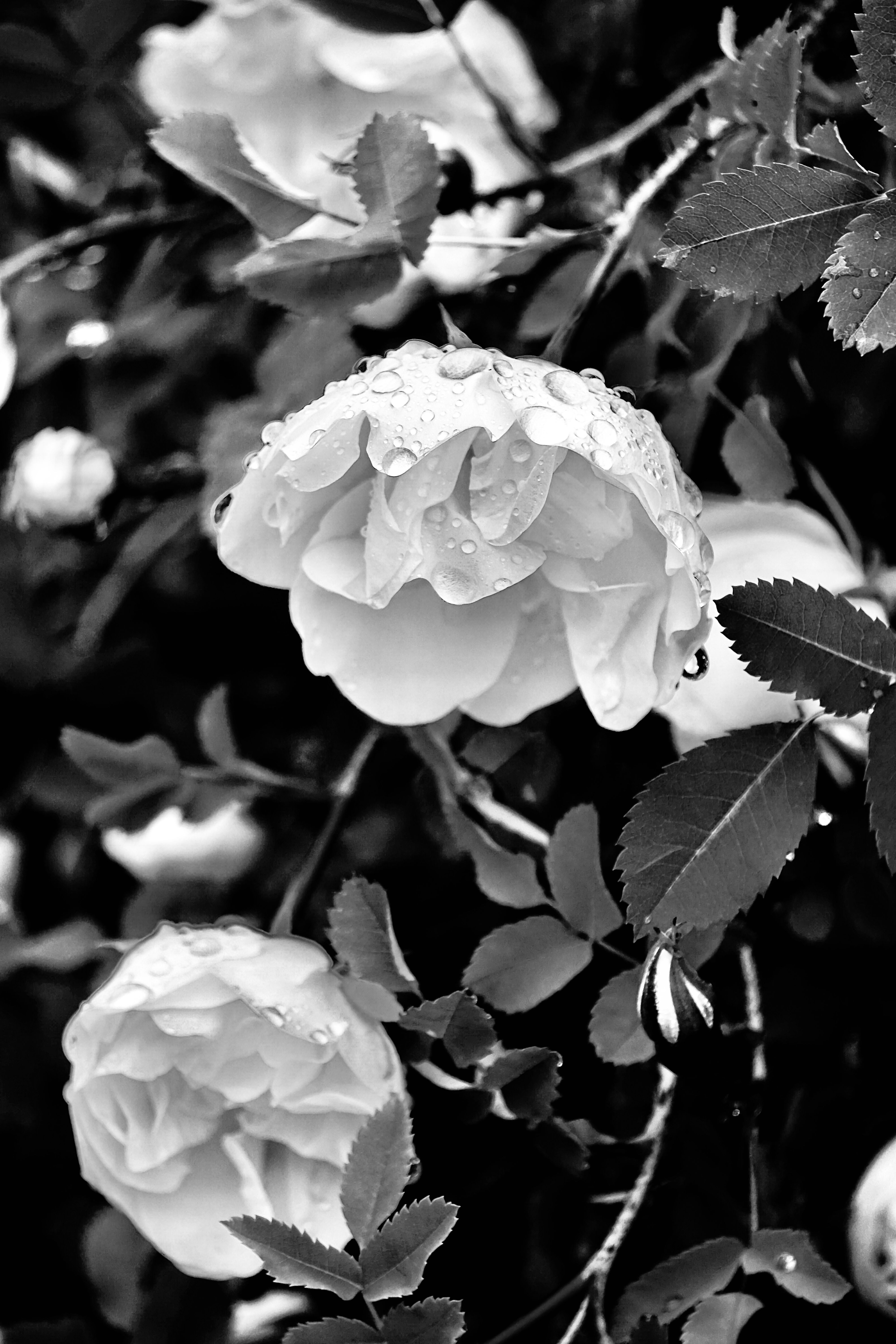 Grayscale Photo of Roses · Free Stock Photo