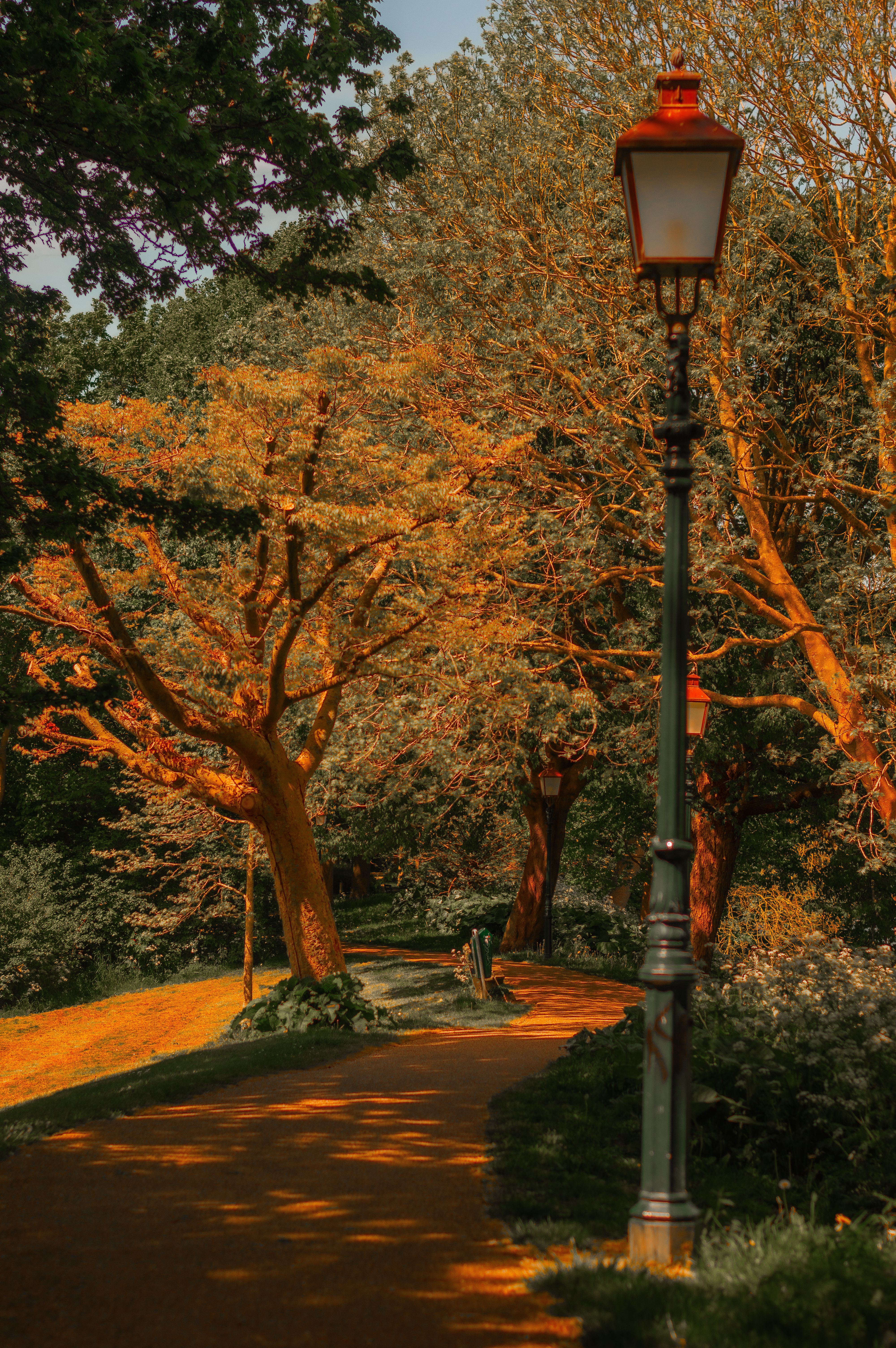 Brown Trees Near the Dirt Road · Free Stock Photo