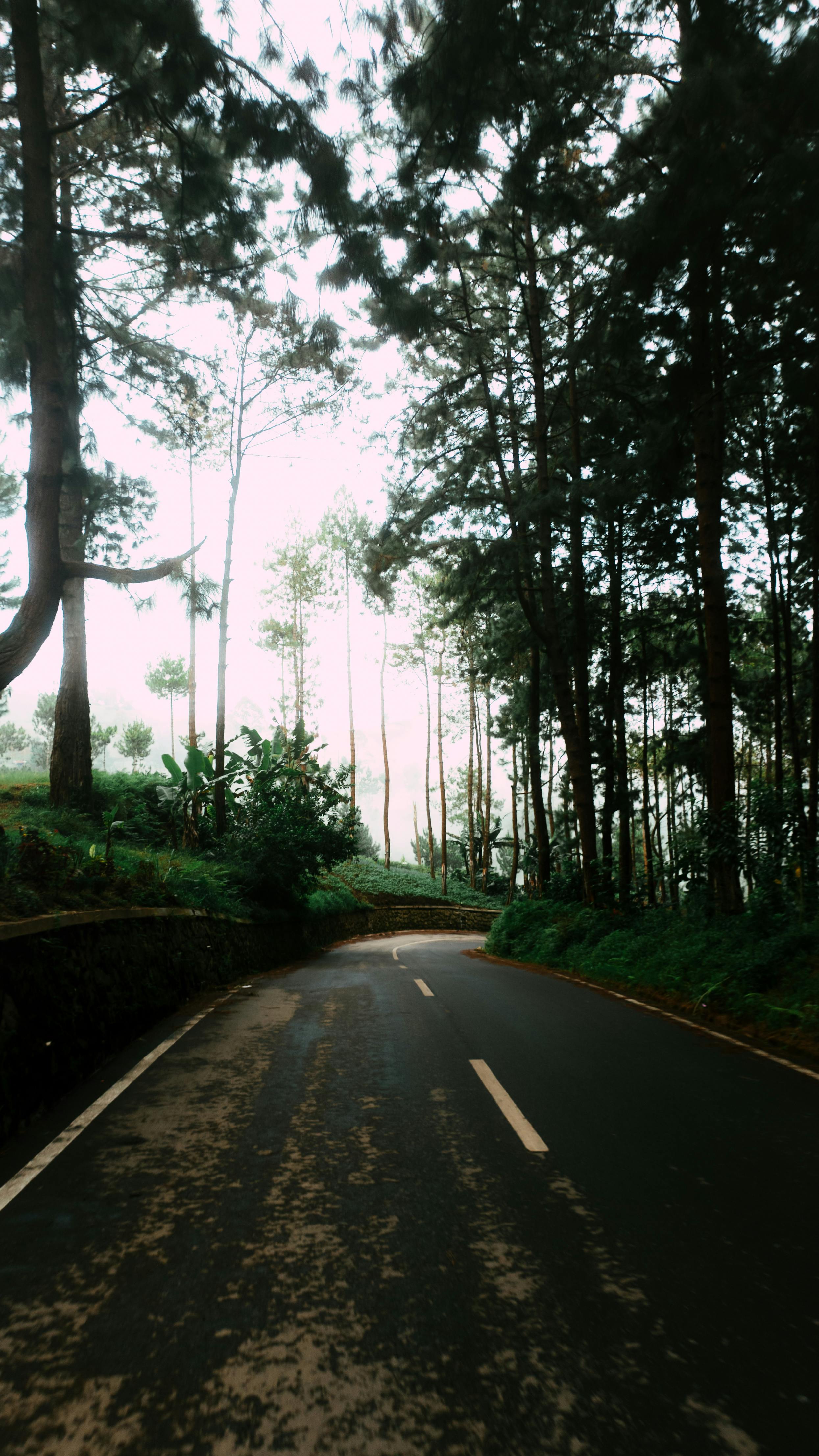 Empty Road in Between Green Trees · Free Stock Photo