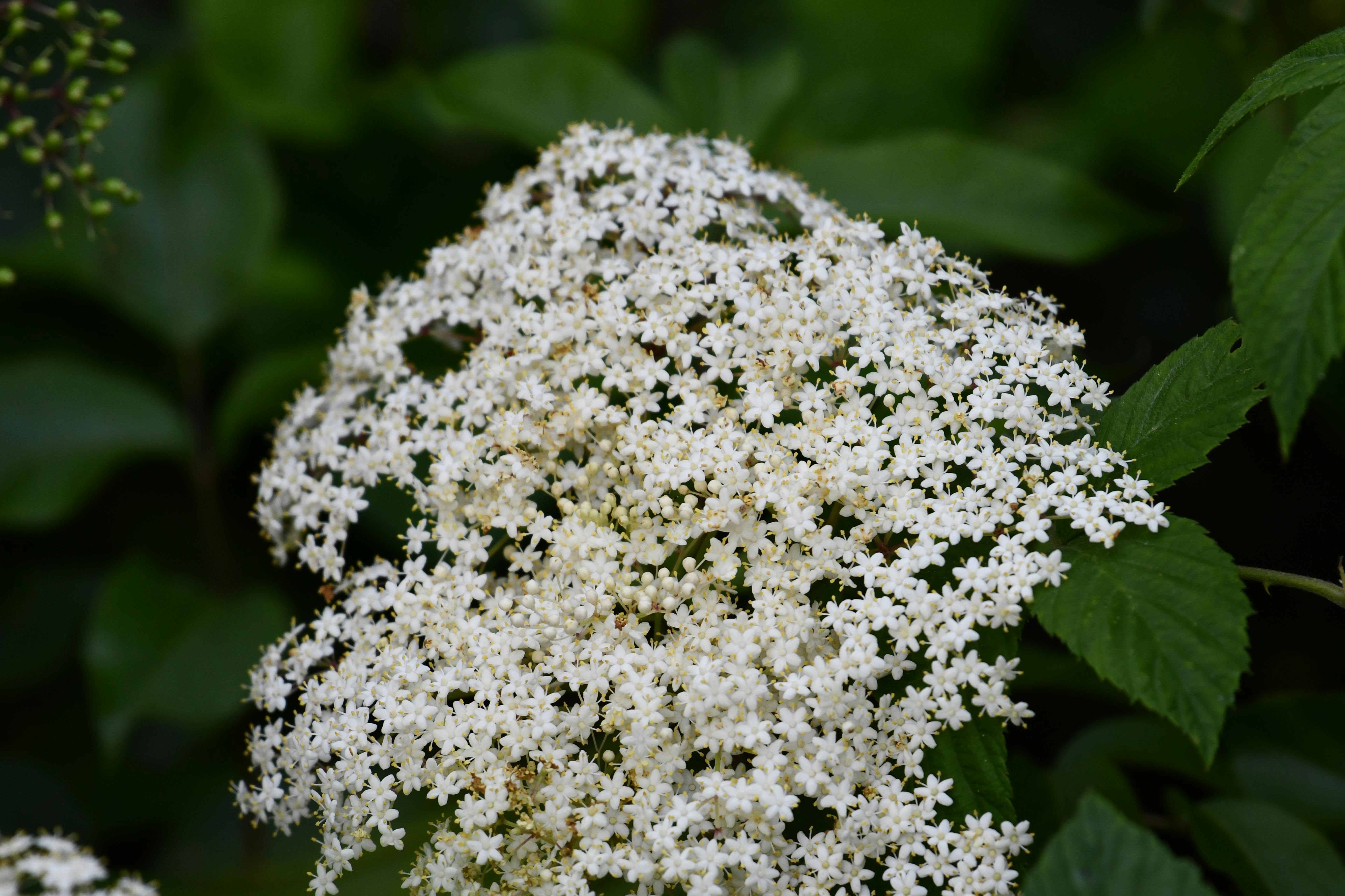 Elderflower Photos, Download The BEST Free Elderflower Stock Photos ...