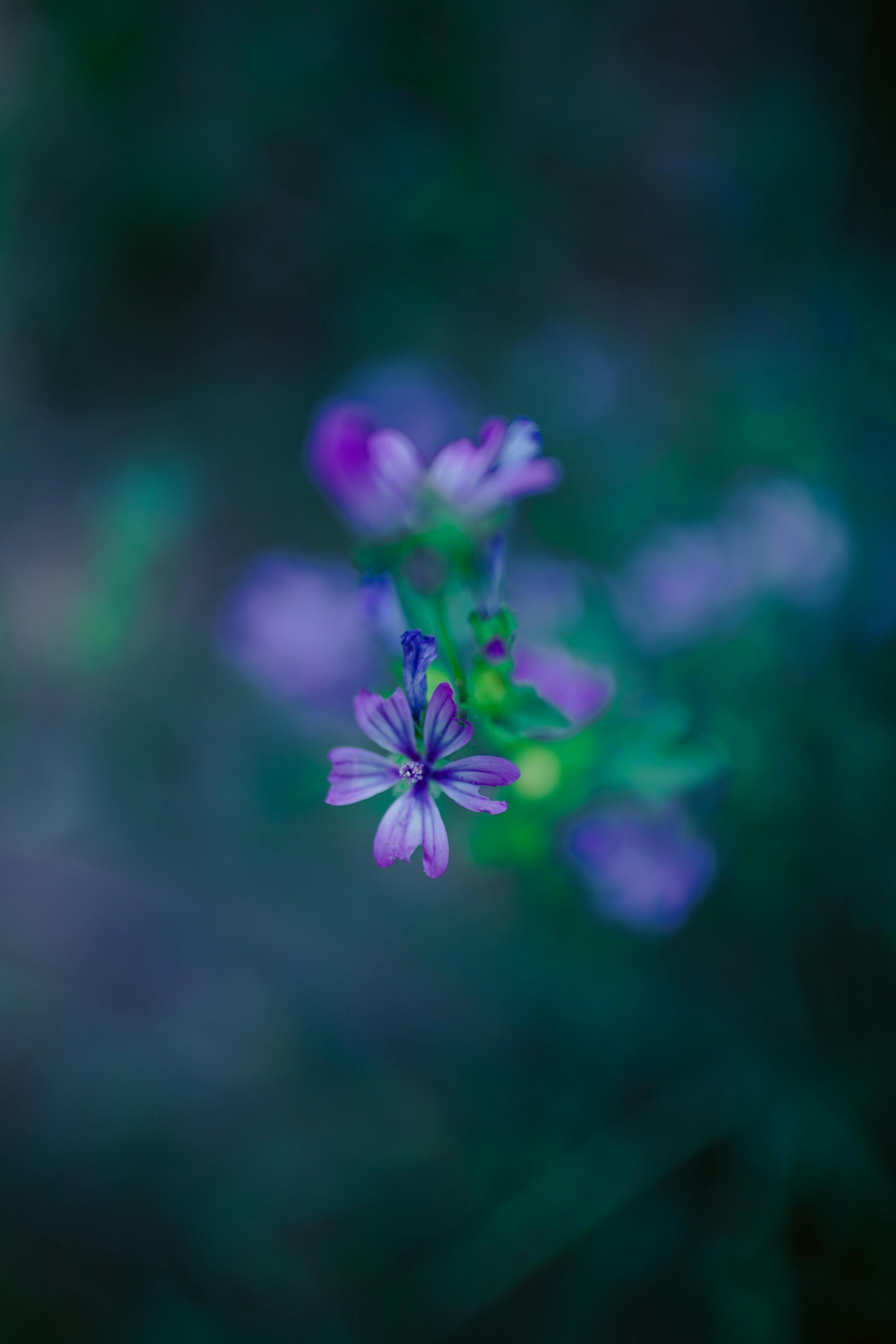 Close-Up Shot of Blooming Blue Flowers · Free Stock Photo
