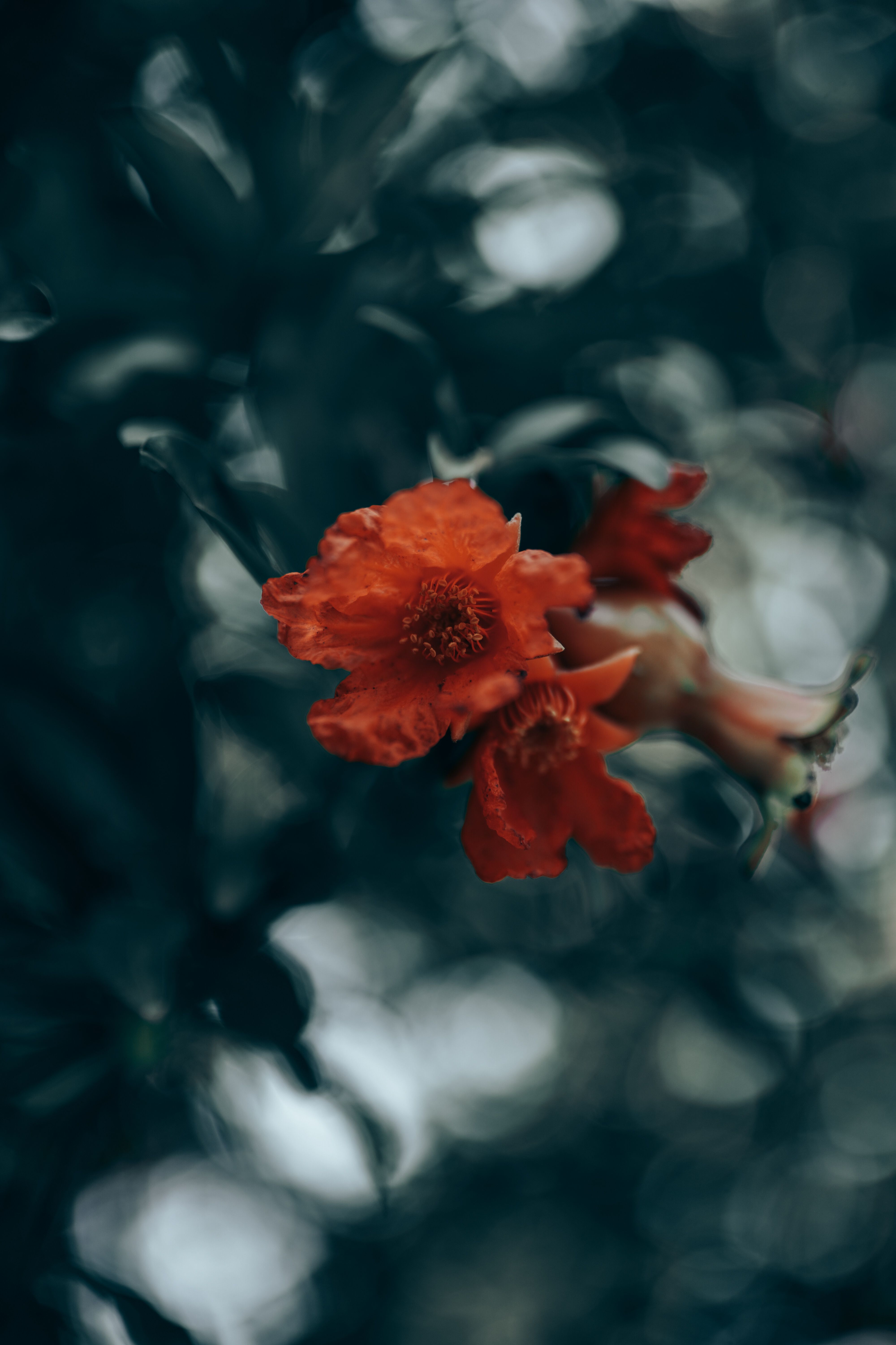 Orange China Rose Flowers in Tilt Shift Lens · Free Stock Photo