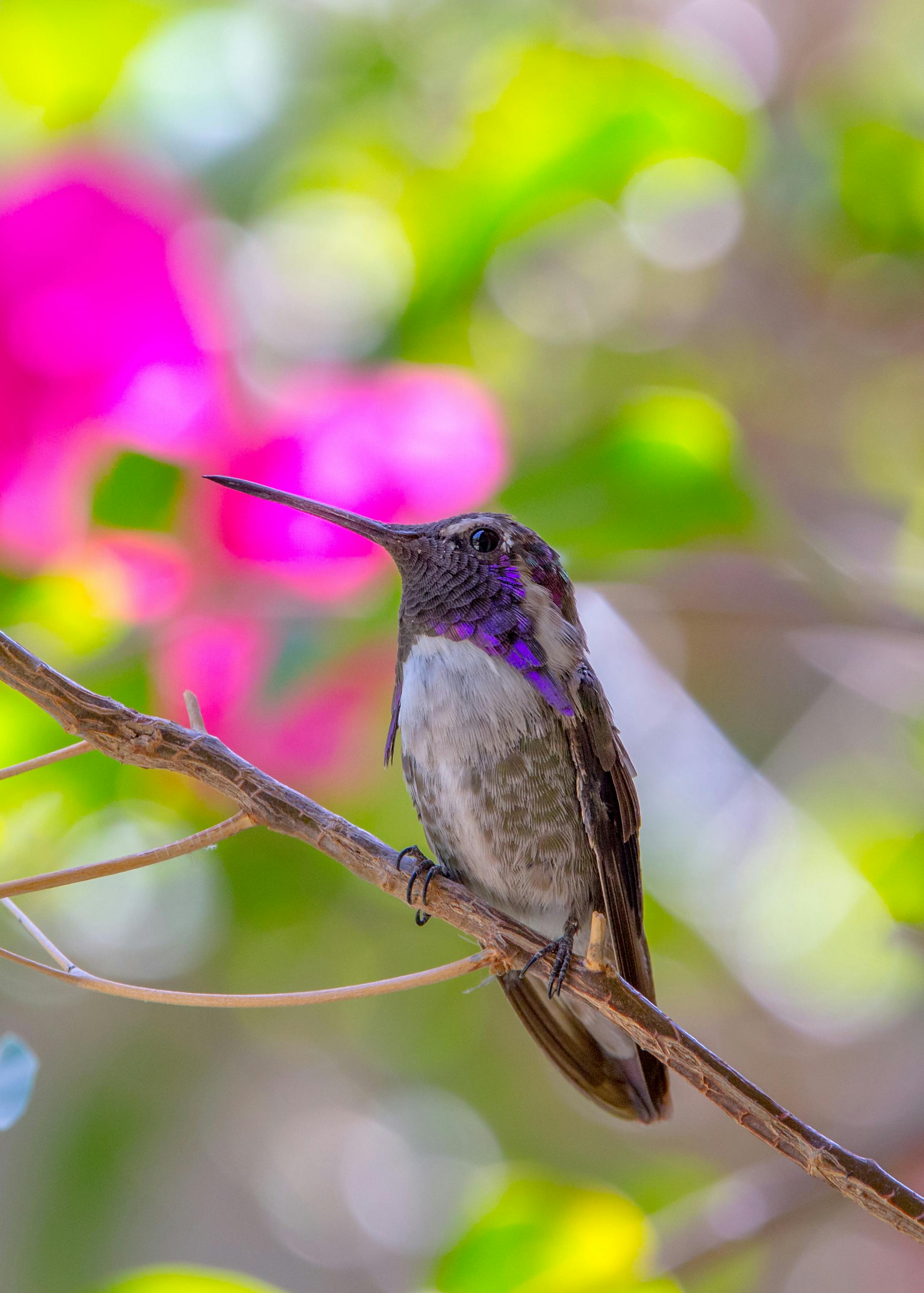 Close Up Shot of a Hummingbird · Free Stock Photo