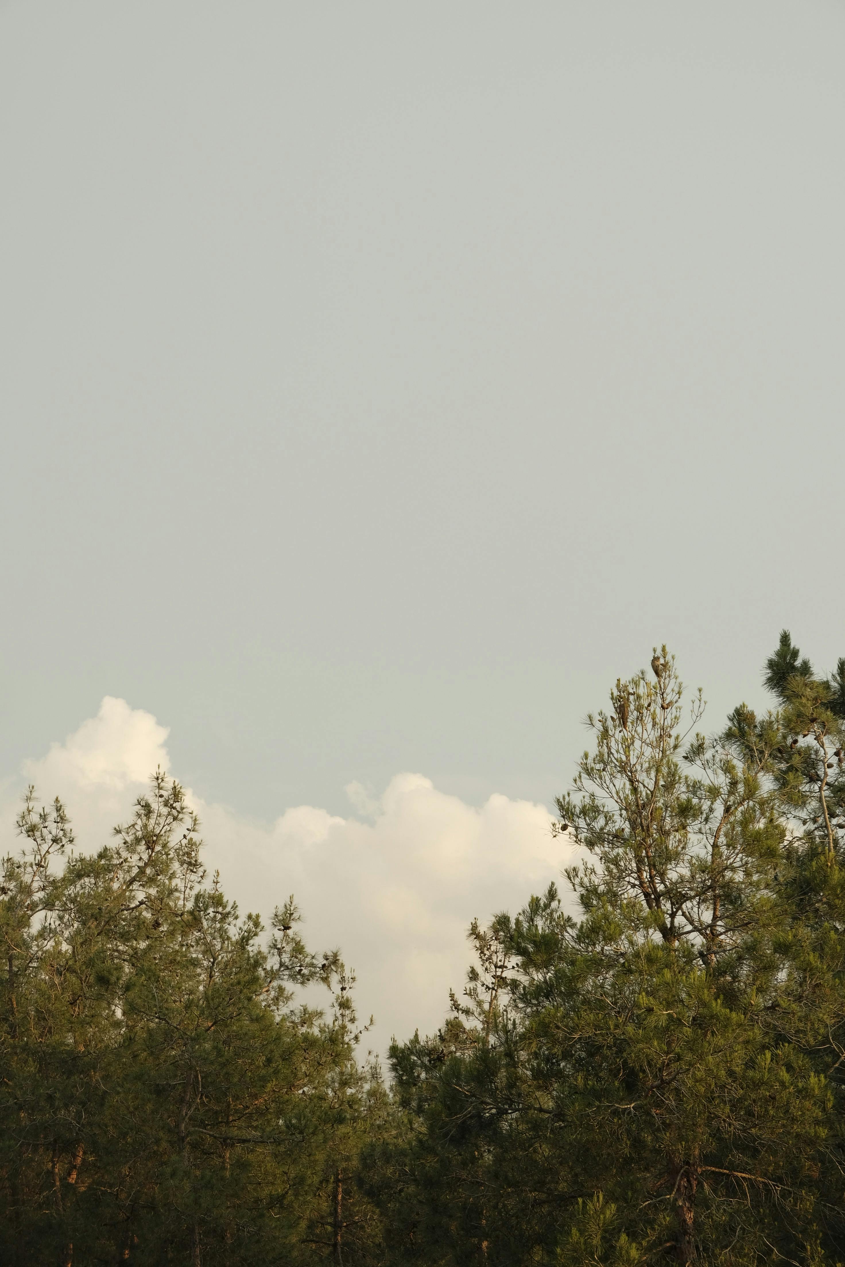 Hands Raised Up Towards Overcast Sky with Rainbow · Free Stock Photo