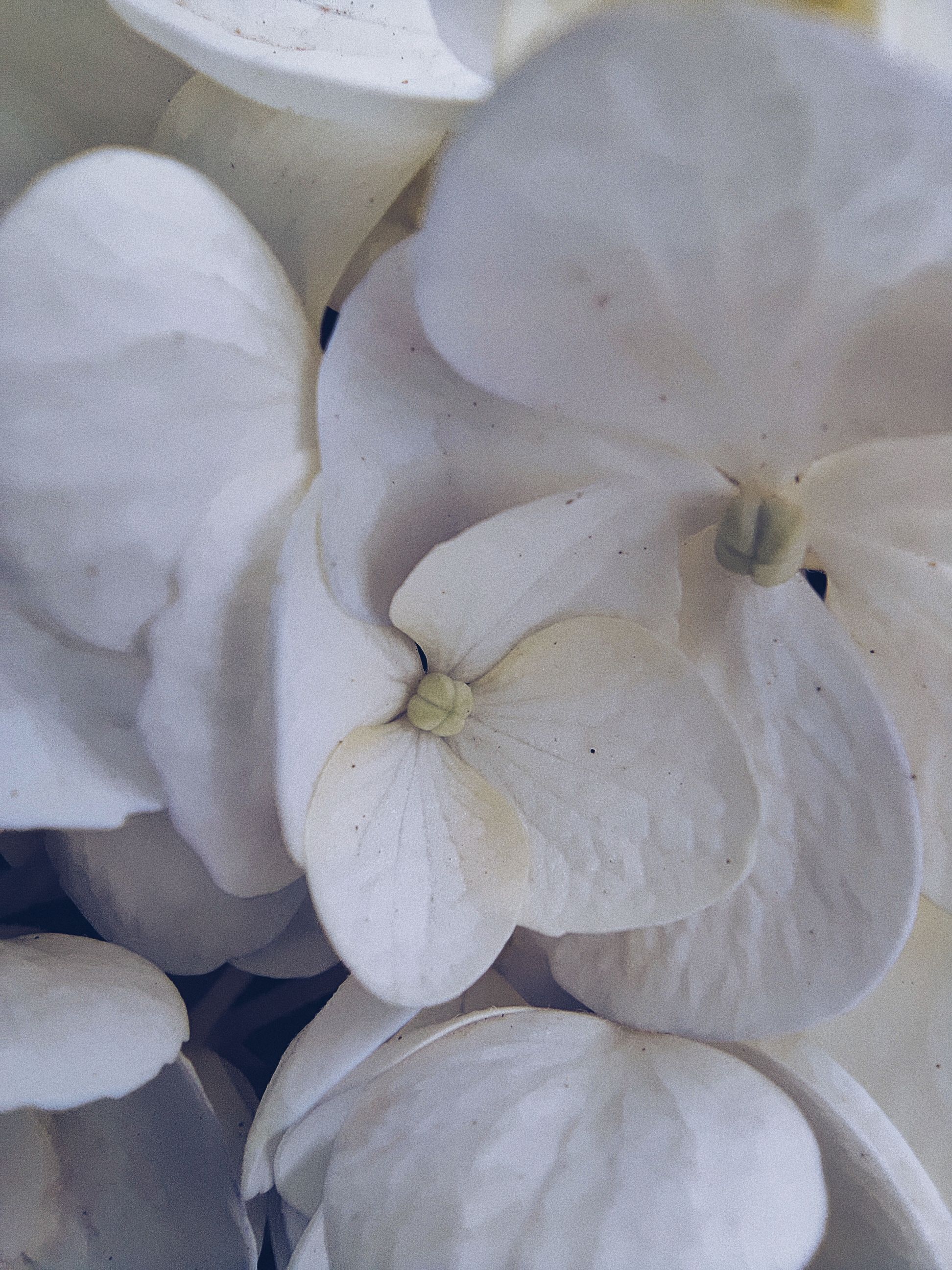 White Flowers in Close Up Shot · Free Stock Photo