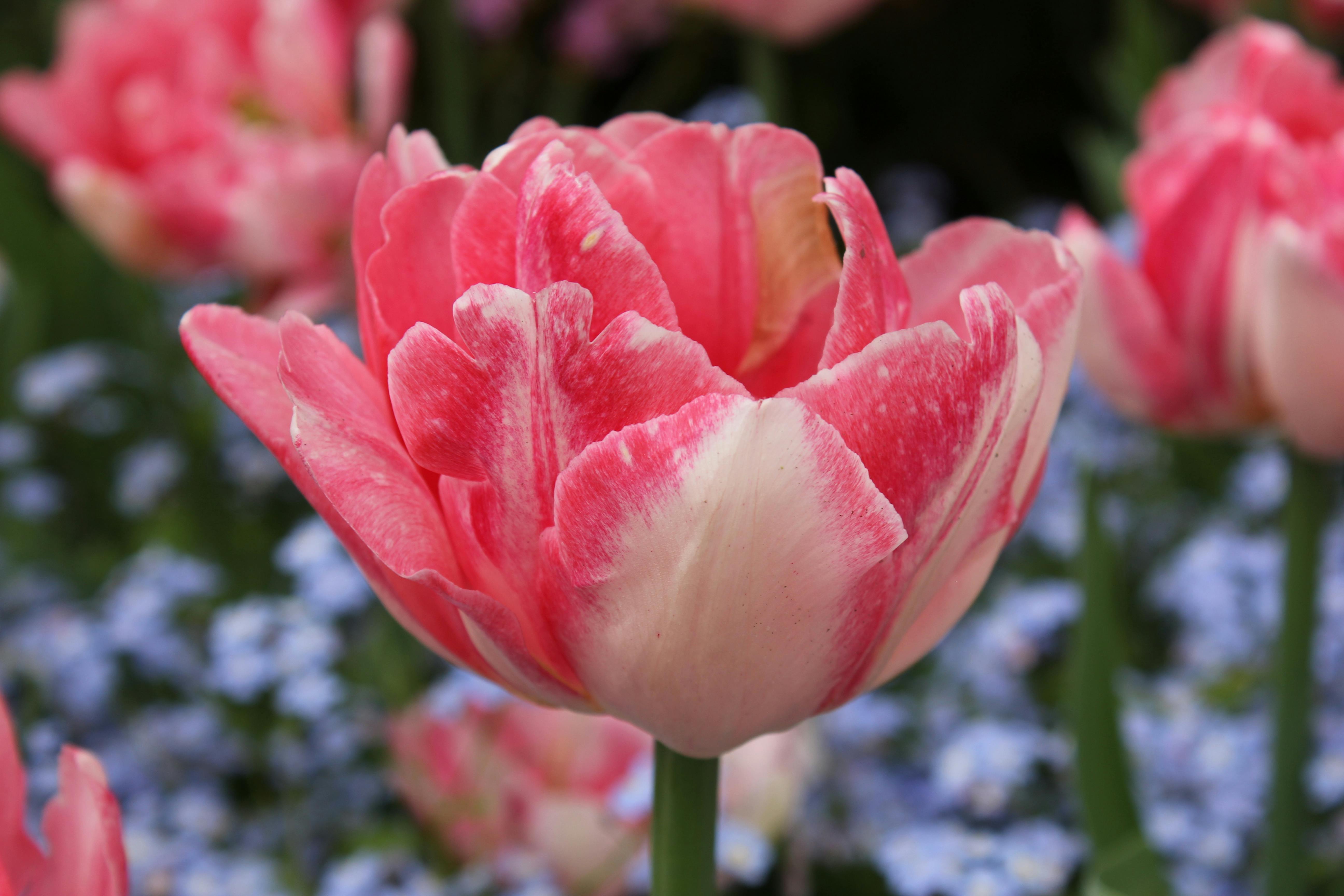 Close Up Photo of a Tulip · Free Stock Photo