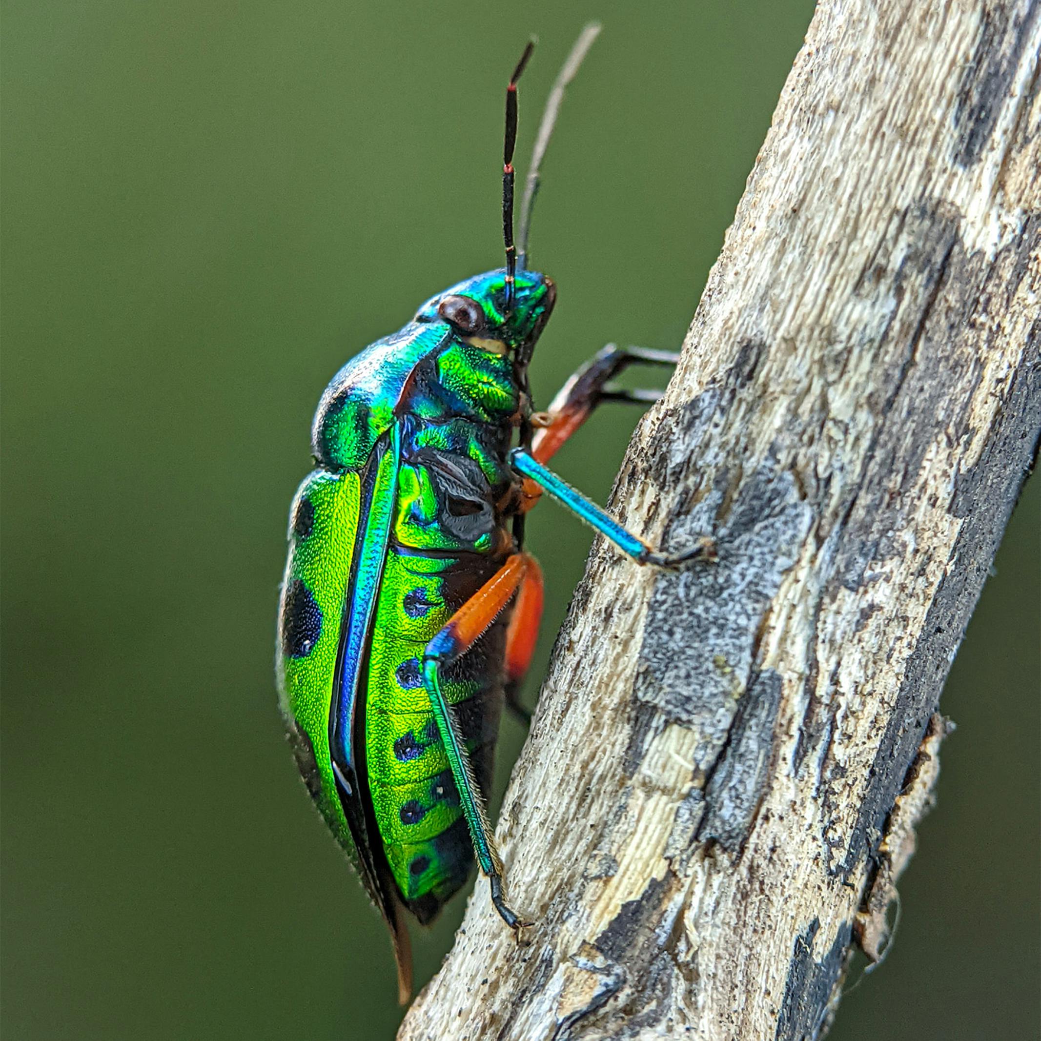 74,503+ Best Free Bat animal Stock Photos & Images · 100% Royalty-Free ...