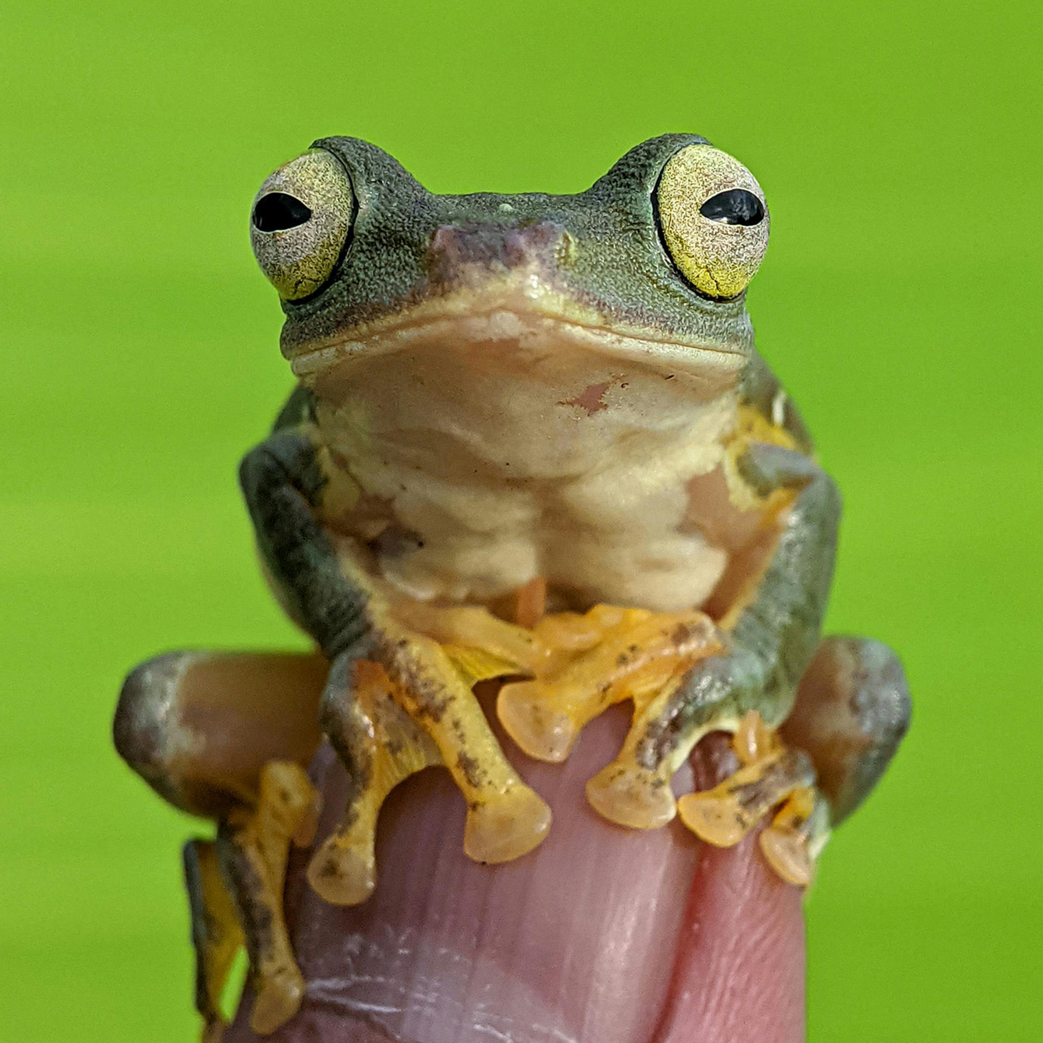 Frog on Finger · Free Stock Photo