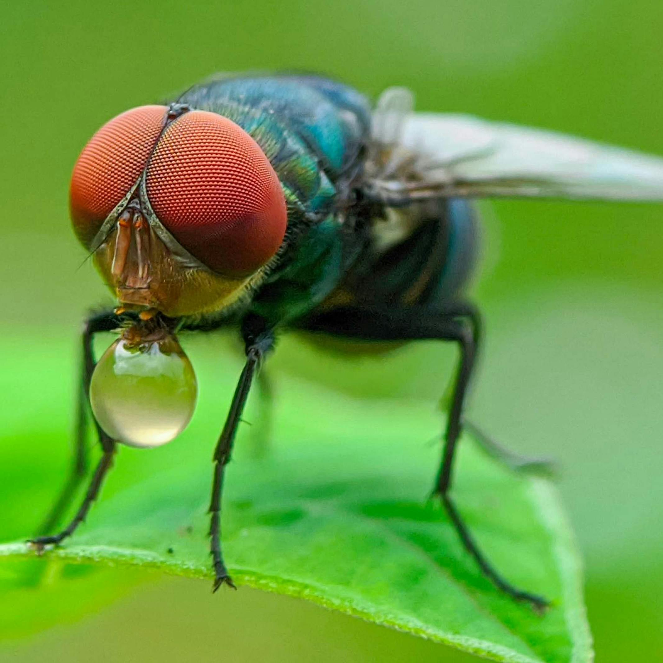 74,503+ Best Free Bat animal Stock Photos & Images · 100% Royalty-Free ...