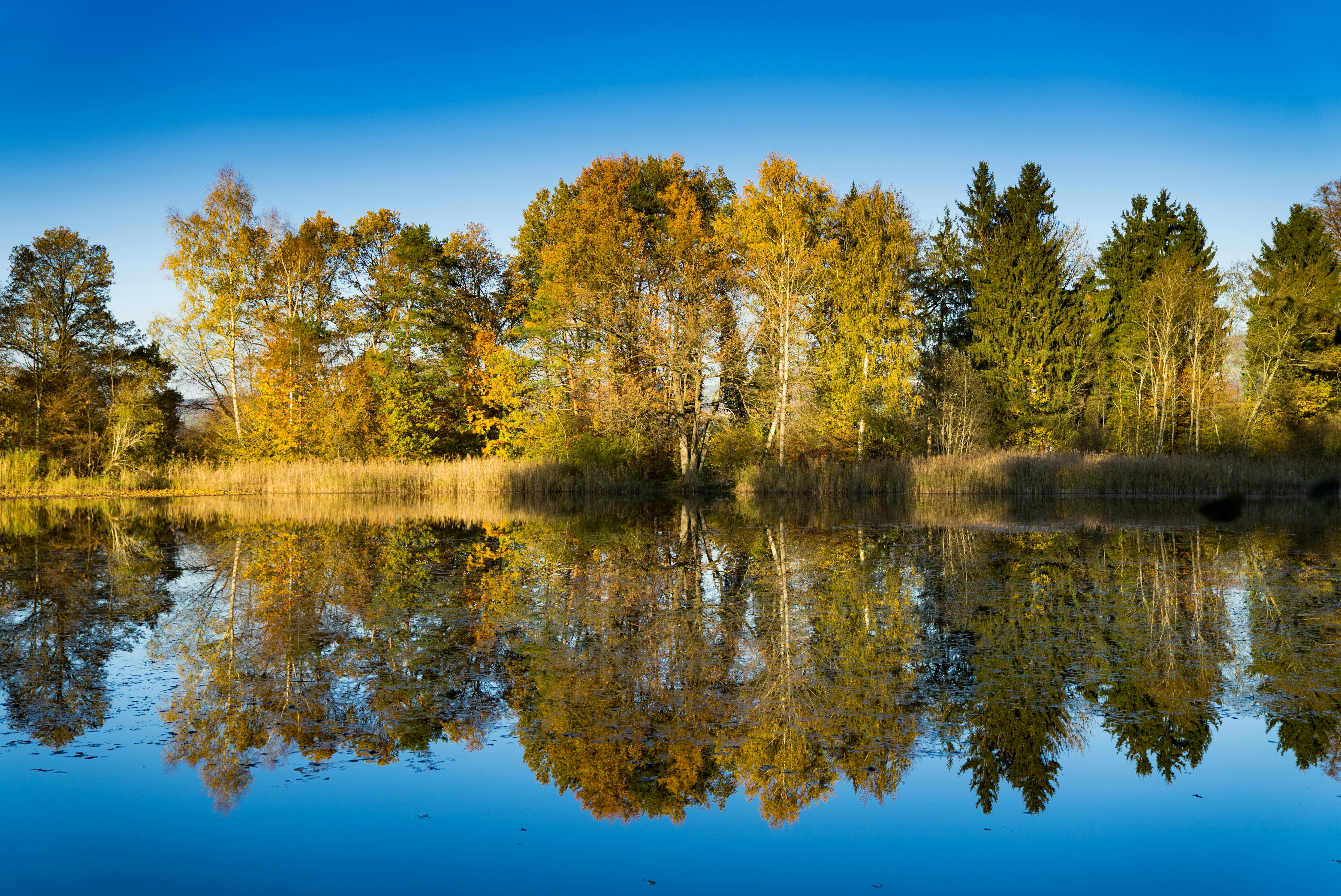 Reflection of Green Trees on Water Lake · Free Stock Photo