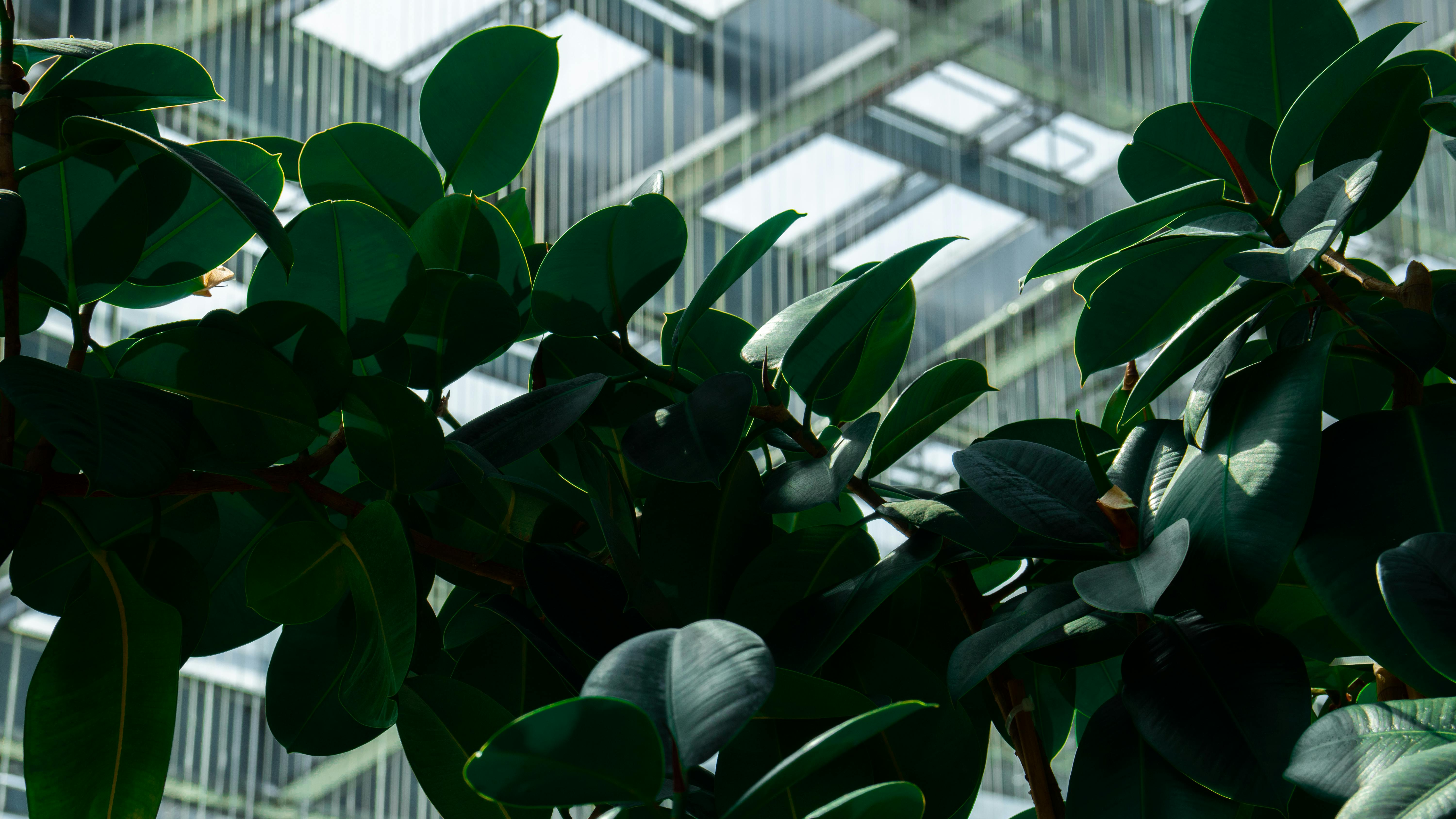 Green Plant in Close Up Shot · Free Stock Photo