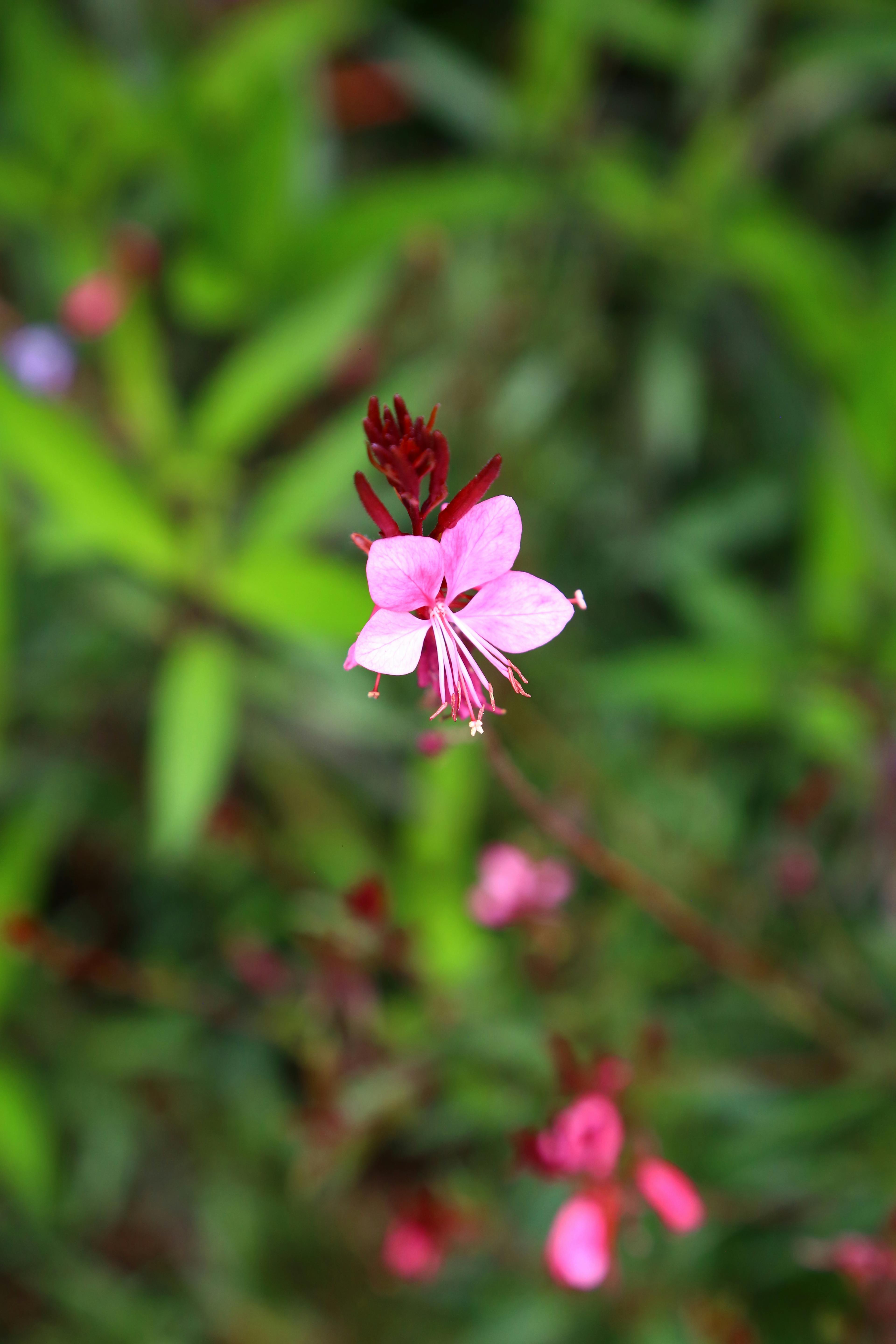 Gauras Photos, Download The BEST Free Gauras Stock Photos & HD Images