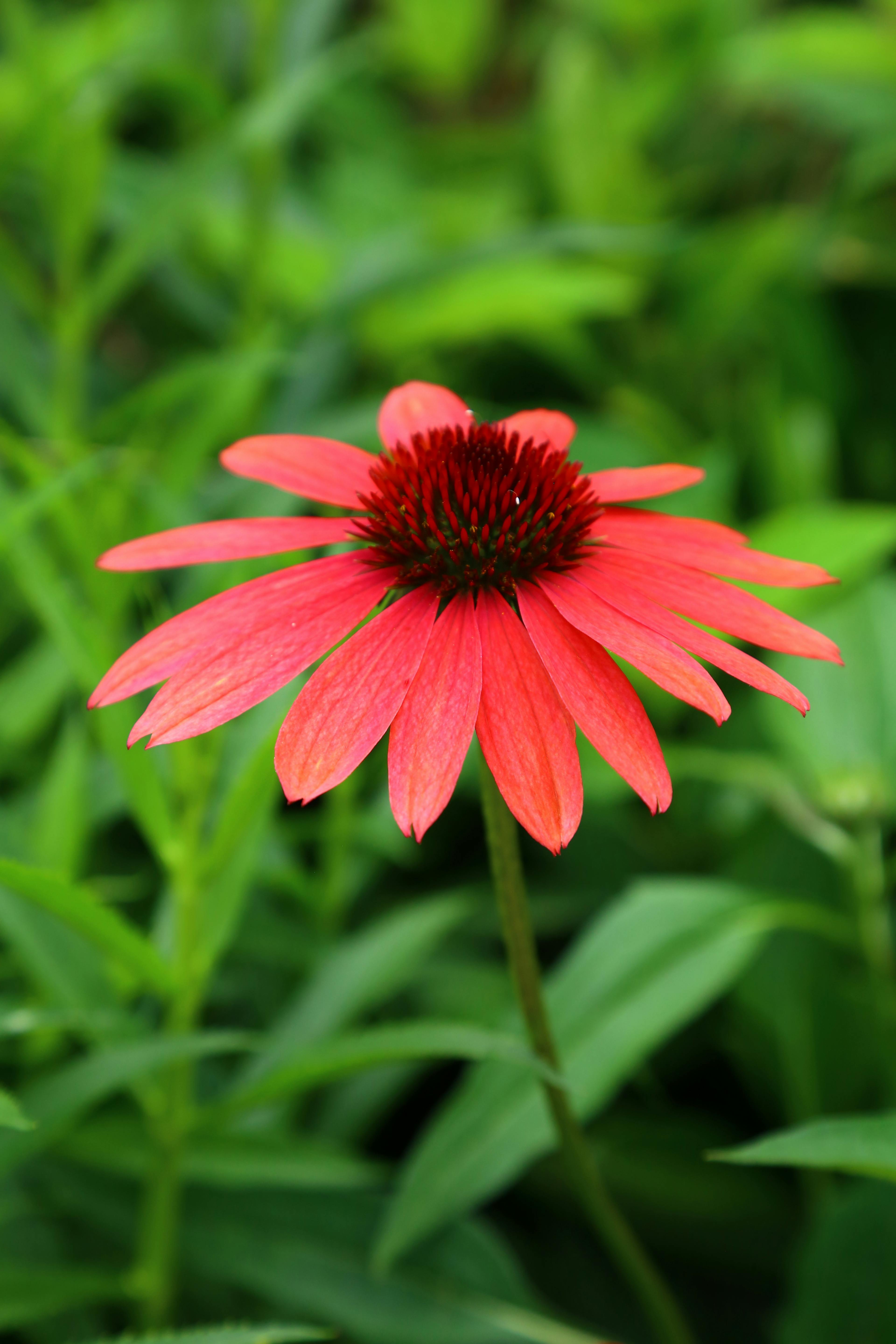 Photo of Coneflower Field · Free Stock Photo