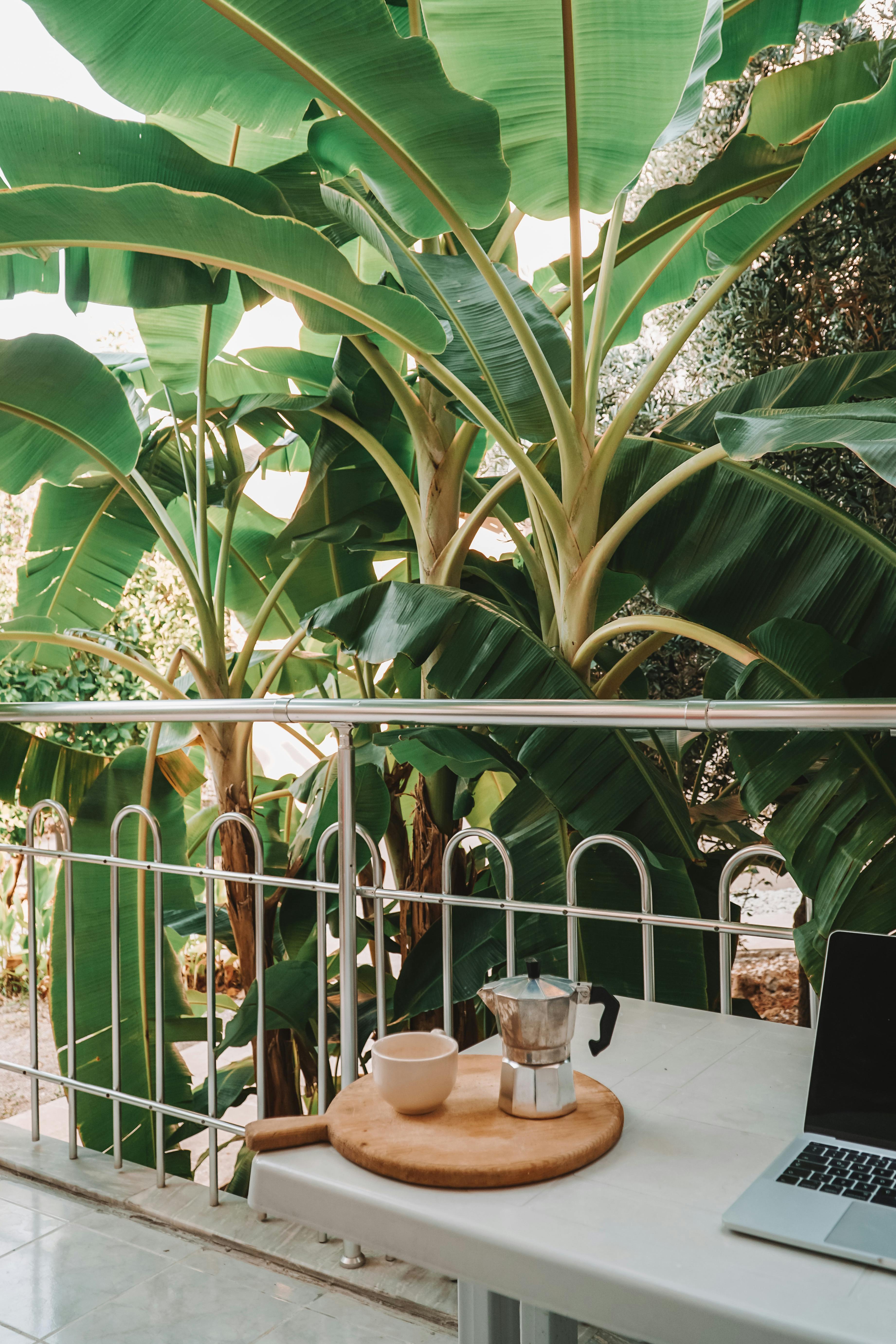 Banana Trees Near a Metal Railing · Free Stock Photo