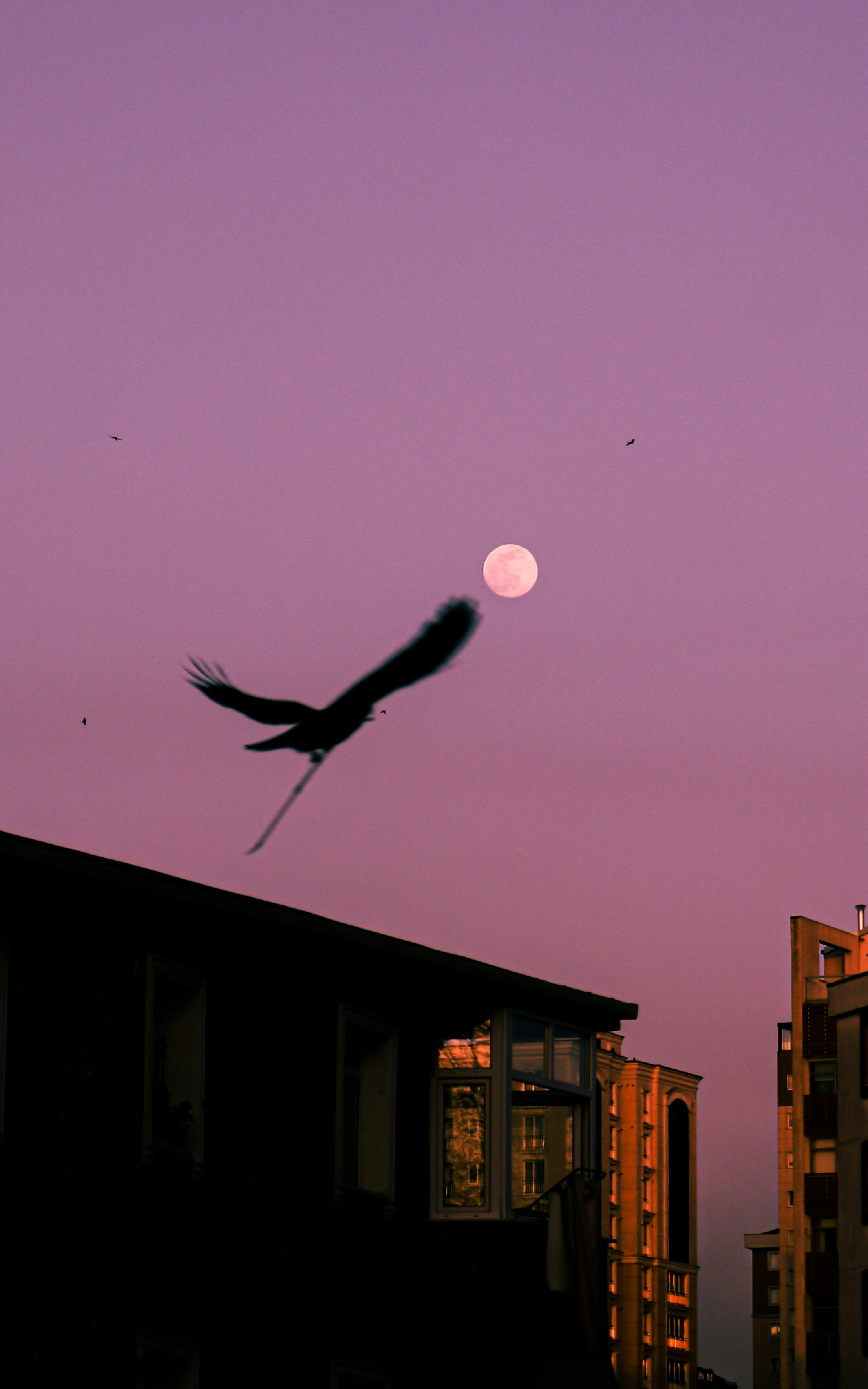 Moon behind Bird Flying in Town · Free Stock Photo