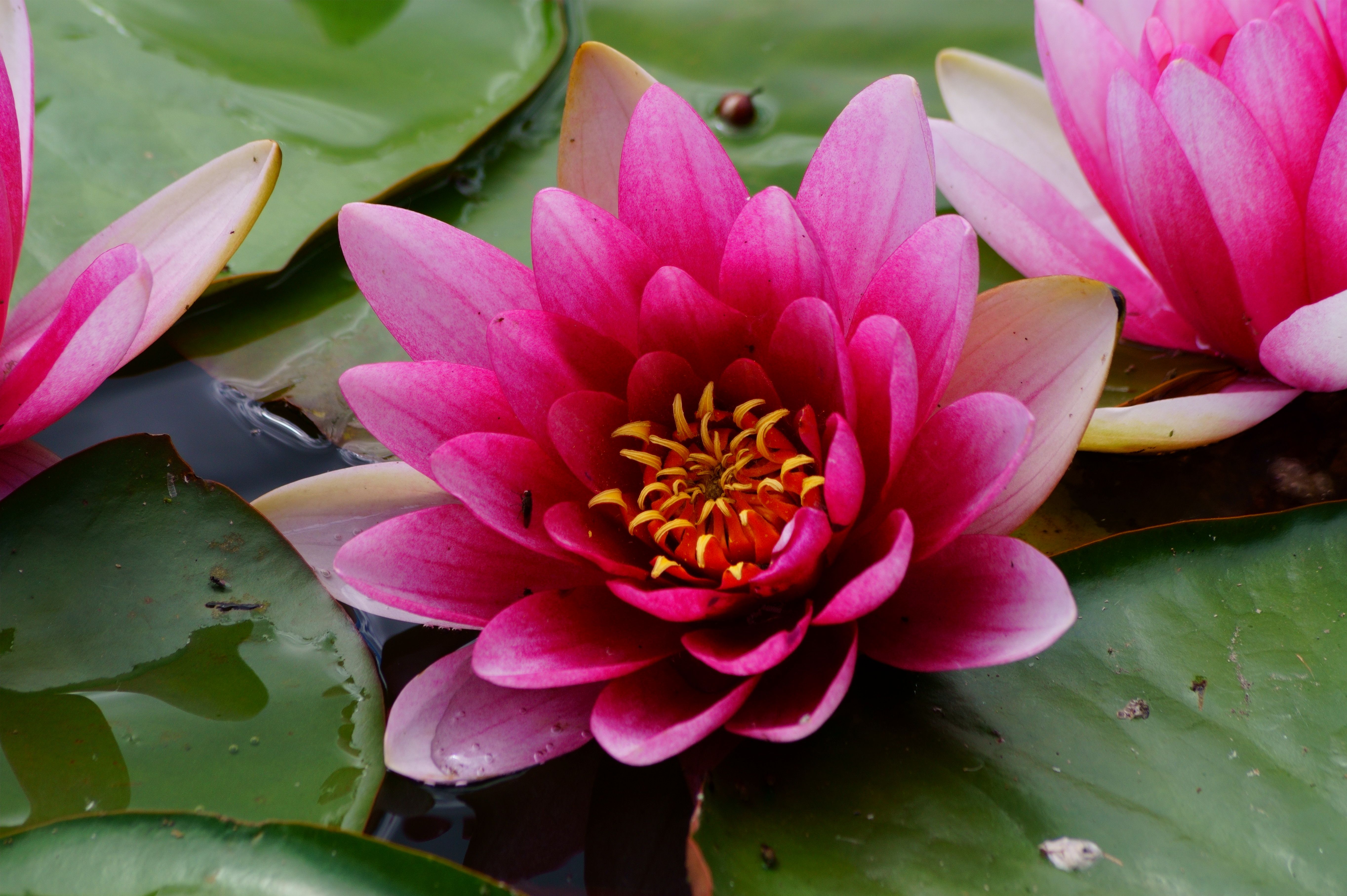 Pygmy Water lilies under a Blue Sky · Free Stock Photo