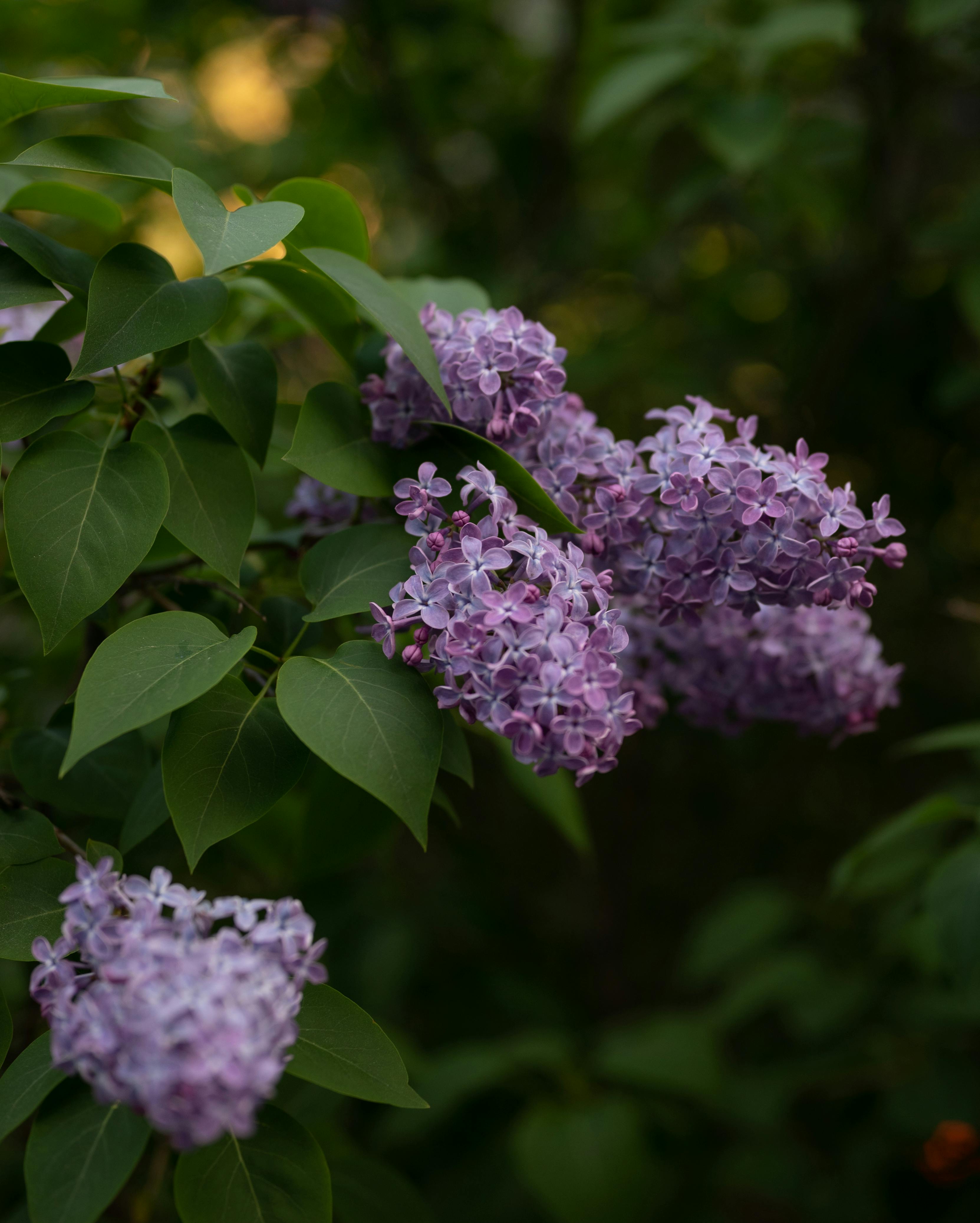 Selective Focus Photo Of Purple Lilac Flowers · Free Stock Photo