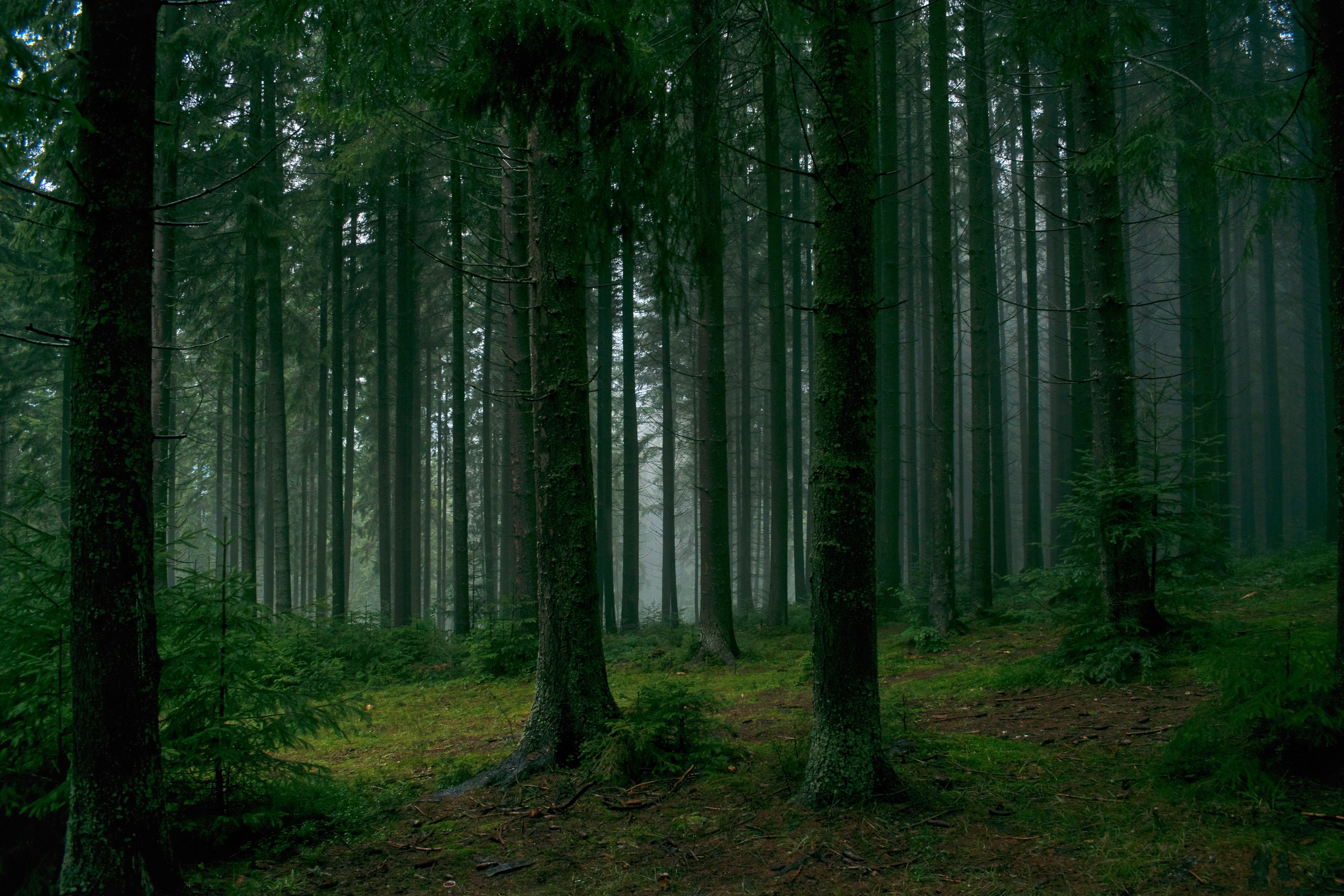Low Angle View of Trees in Forest Against Sky · Free Stock Photo