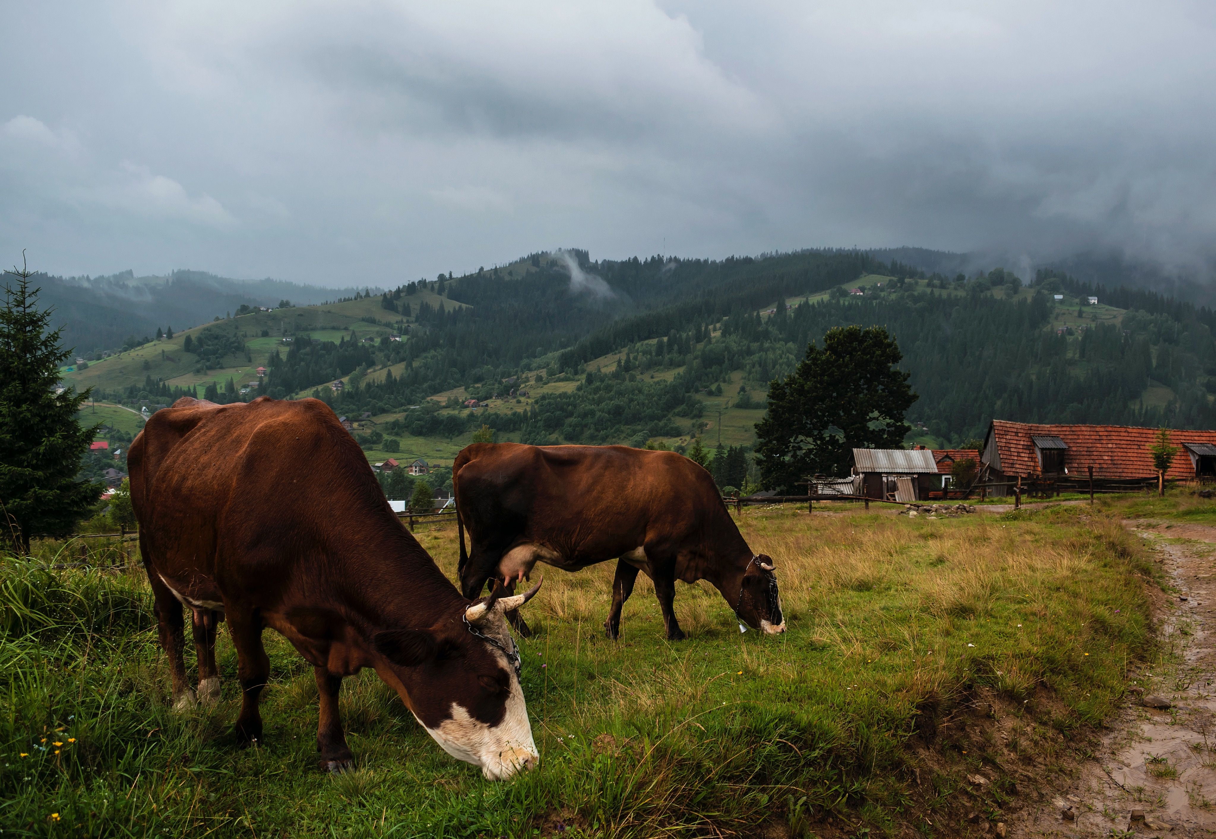 Cows Eating Grass on the Field · Free Stock Photo