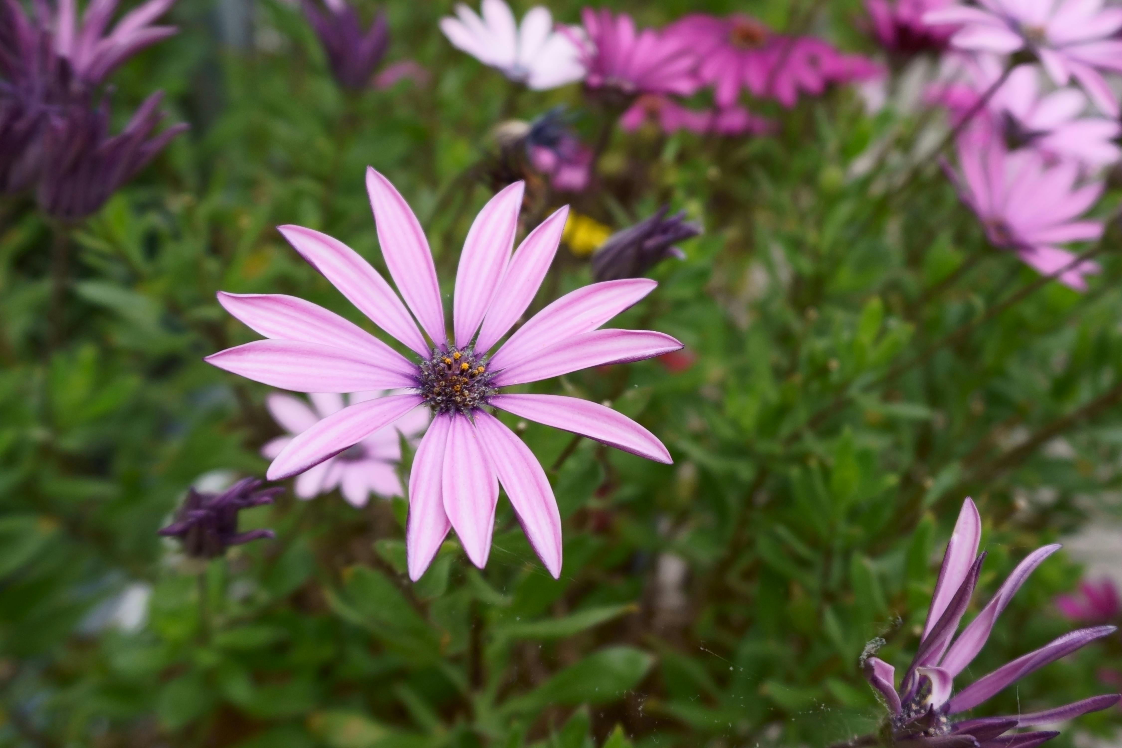 140.010+ Fotos y Imágenes de Flores moradas Gratis · Banco de Fotos Gratis
