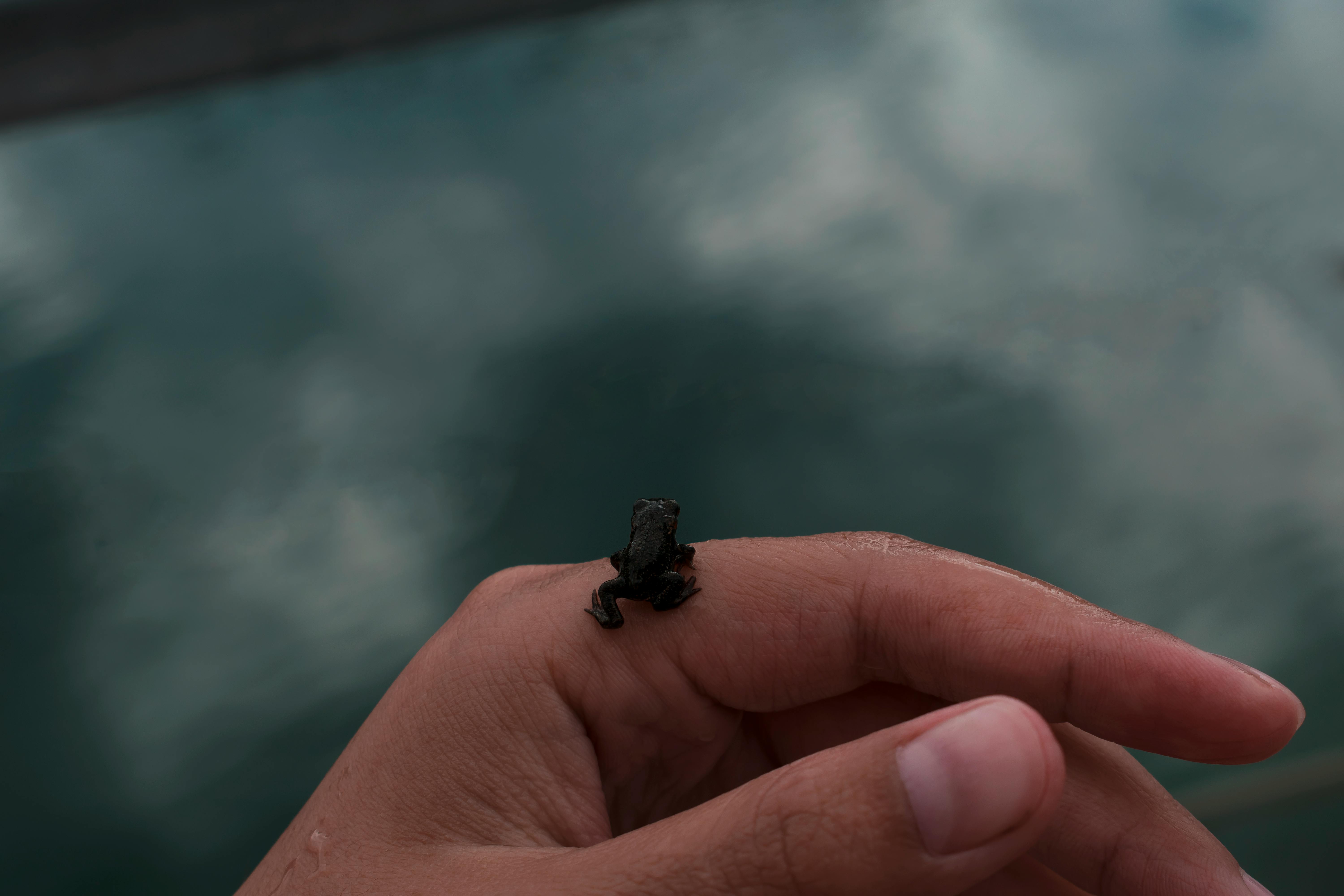 Frog on Finger · Free Stock Photo