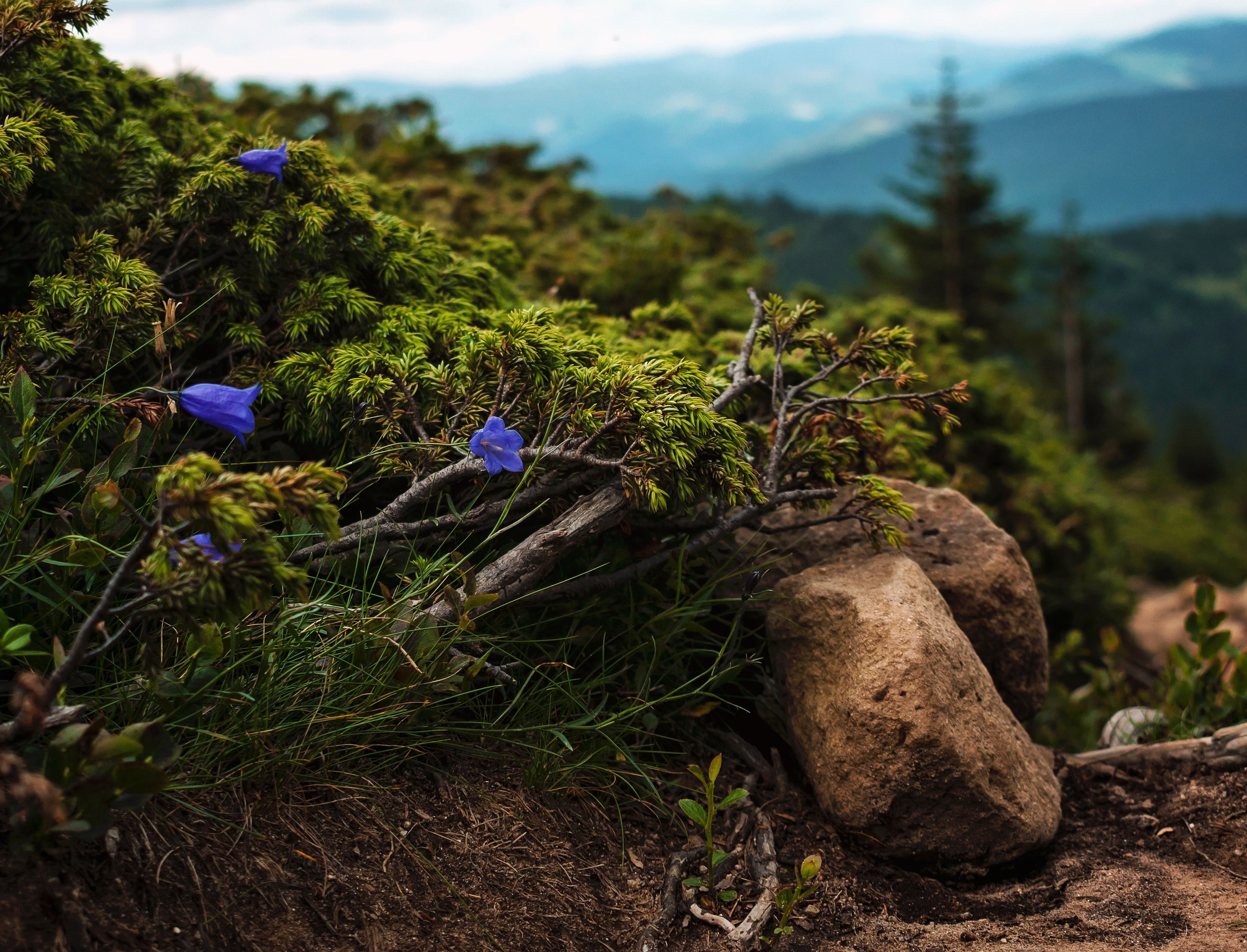 Green Bushes and Flowers · Free Stock Photo