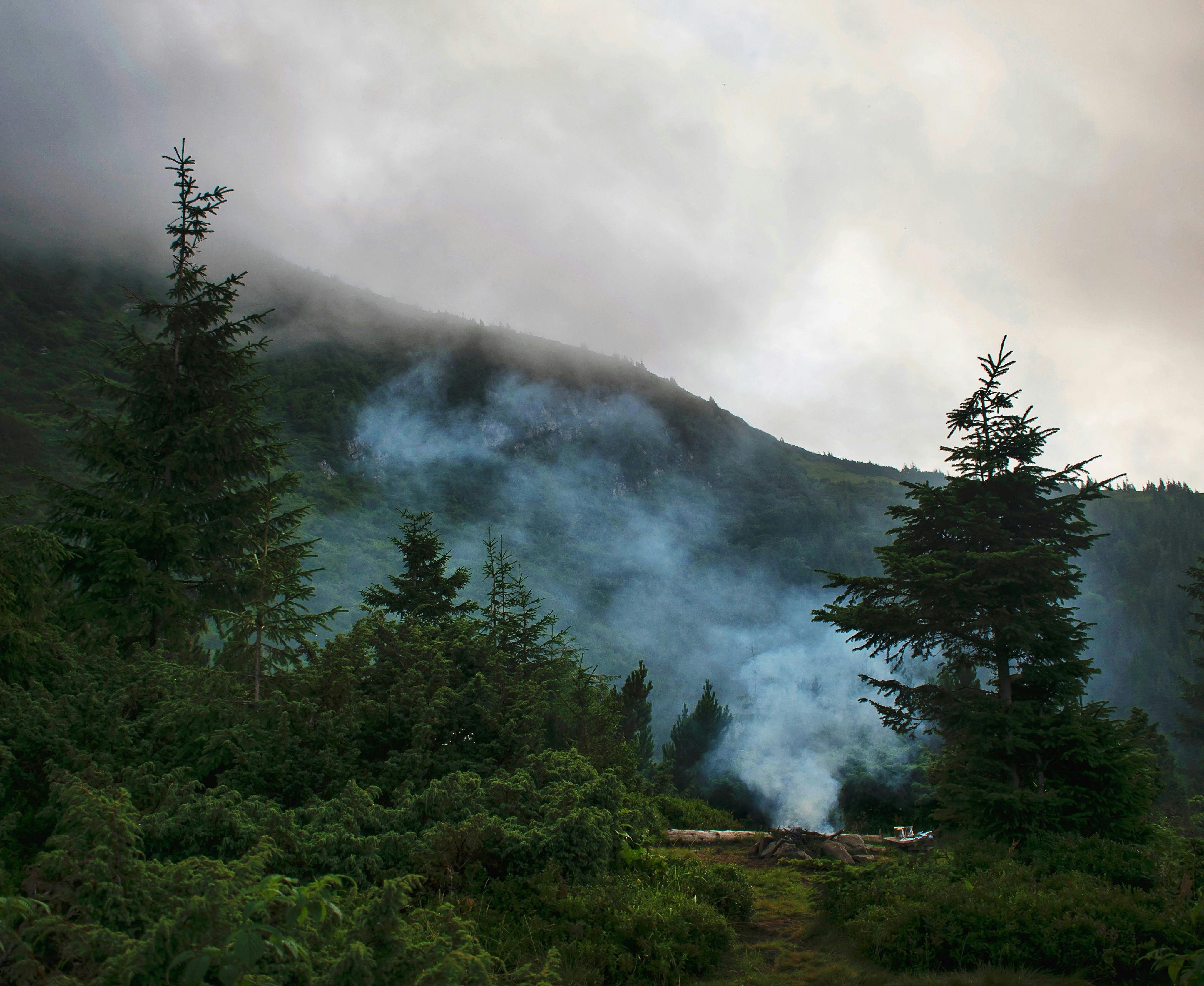 Trees in the Forest near Mountain · Free Stock Photo